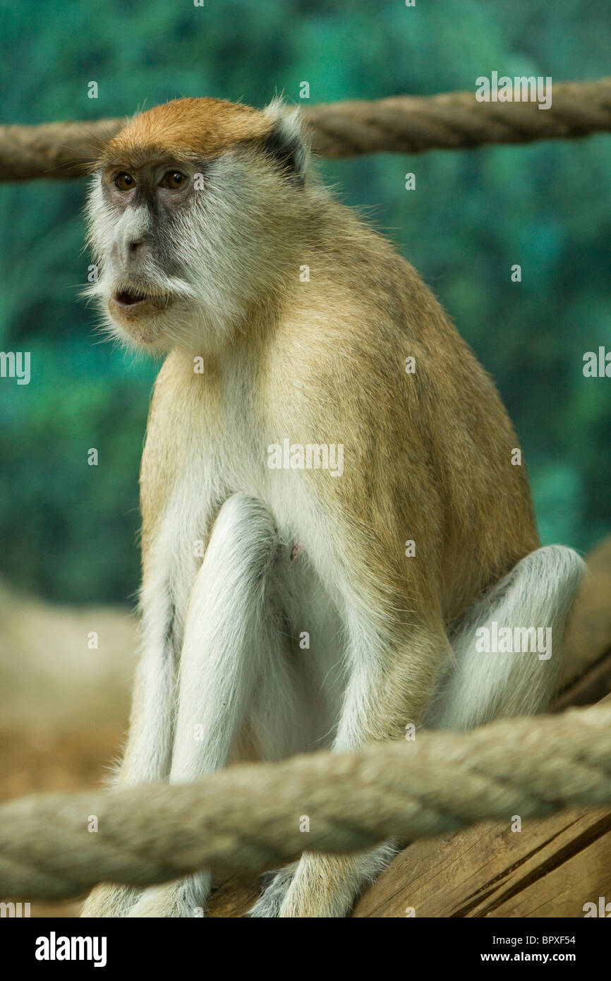 Patas singe erythrocebus patas Banque de photographies et d’images à ...