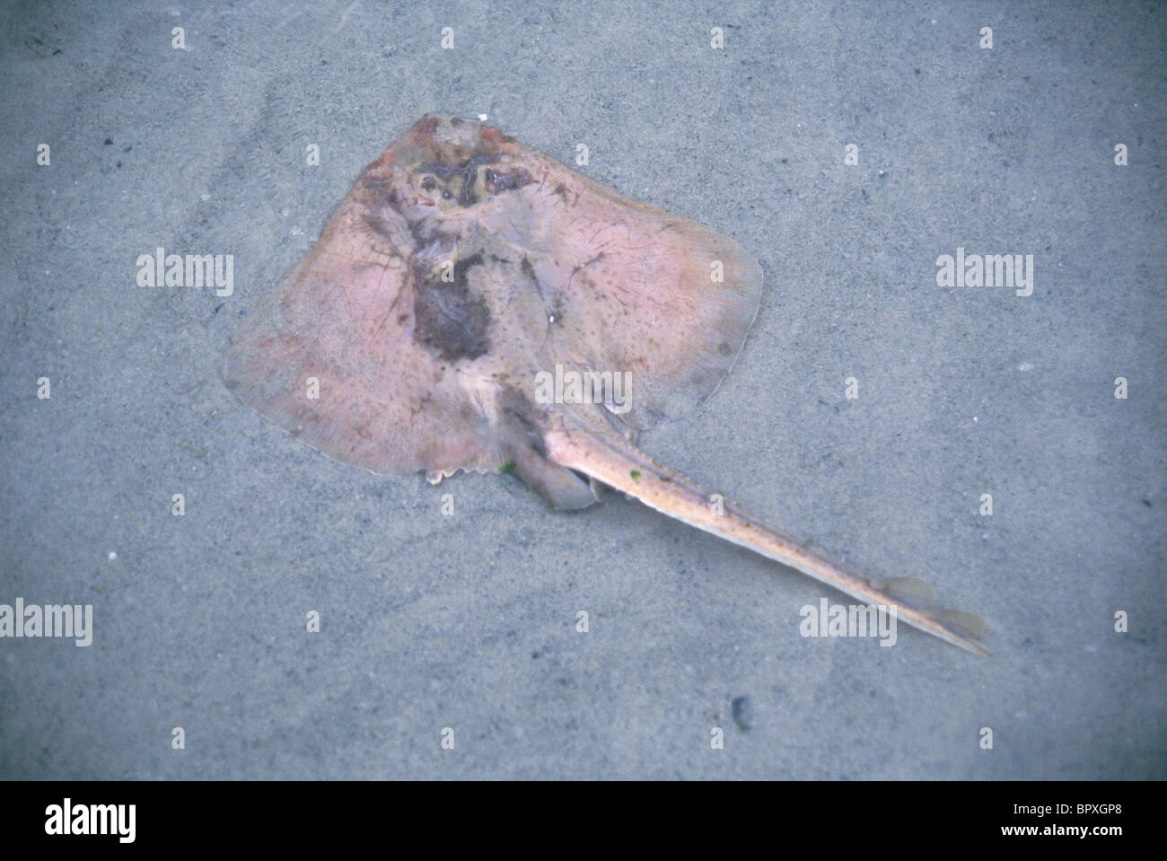 Piscine ska Banque de photographies et d’images à haute résolution - Alamy