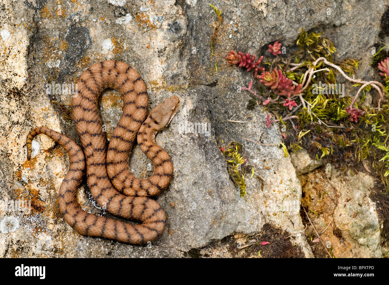 Aspis vipera Banque de photographies et d’images à haute résolution - Alamy