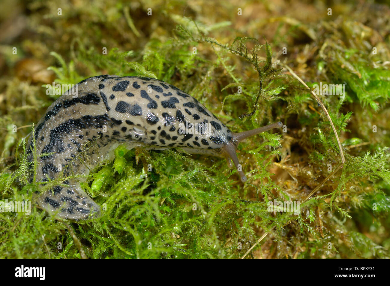 Limace géante - Spotted leopard slug - Grande Limace grise (Limax ...