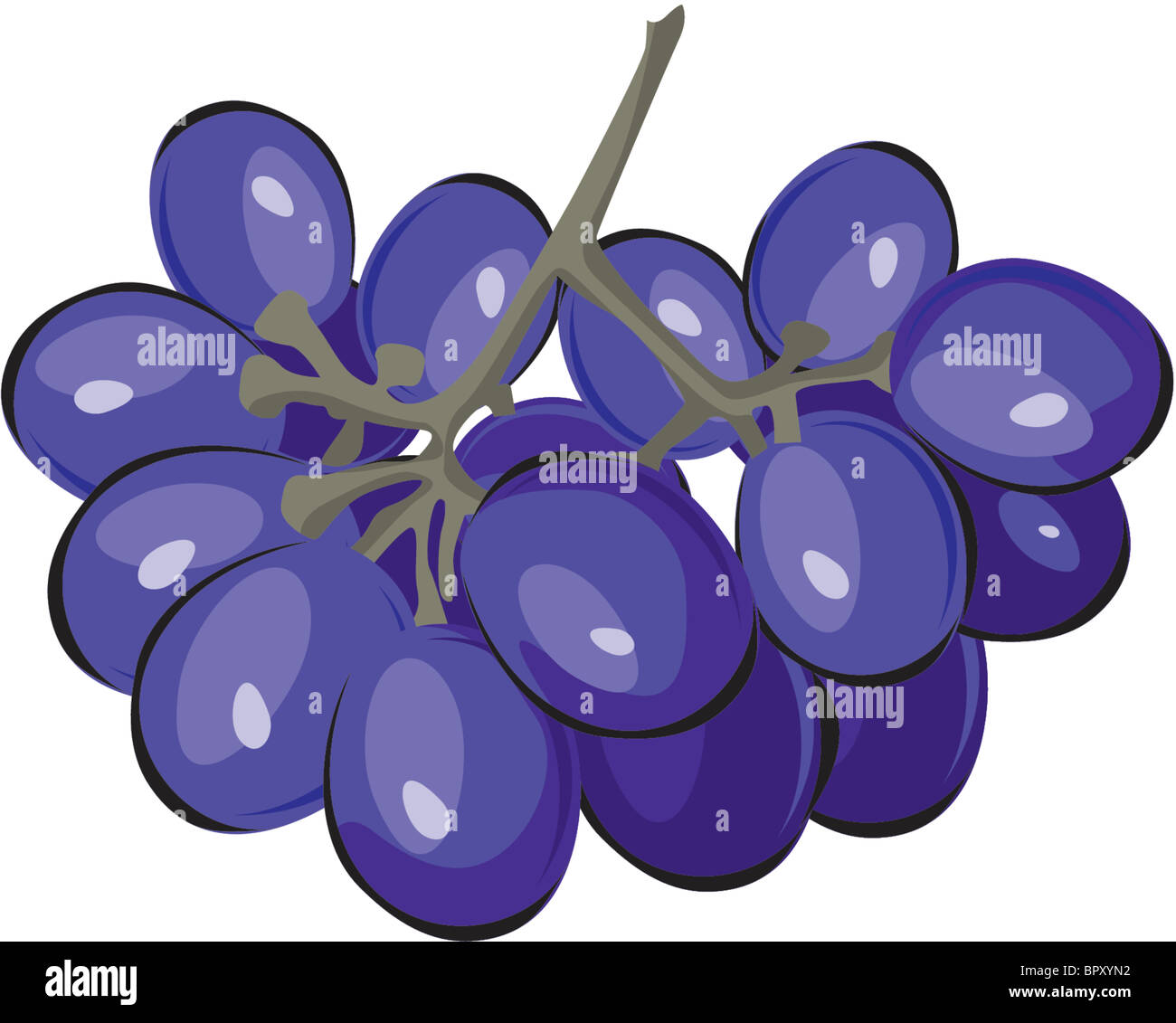 Dessin de grappes de raisin Banque de photographies et d’images à haute ...