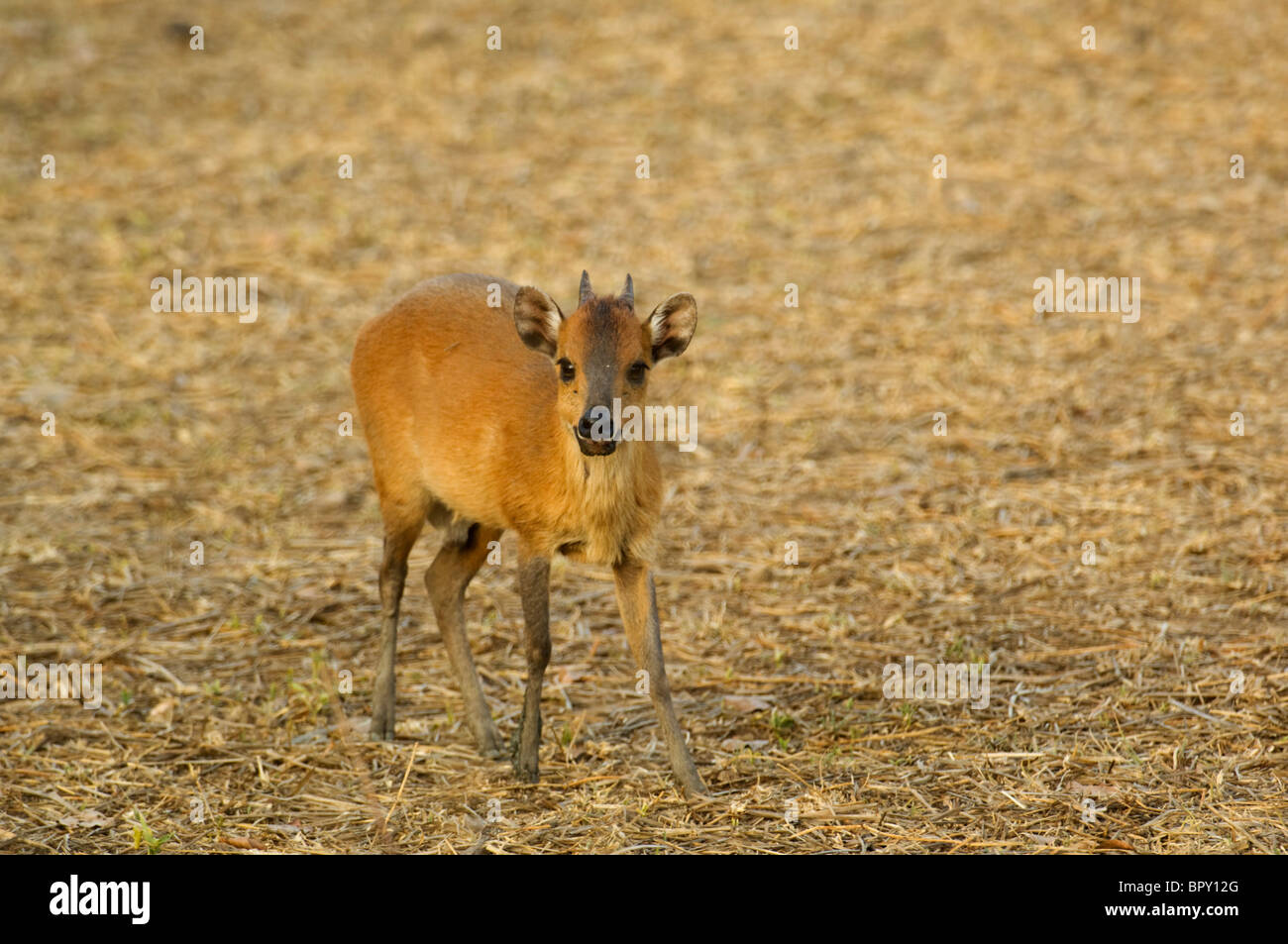 Cephalophus rufilatus Banque de photographies et d’images à haute ...
