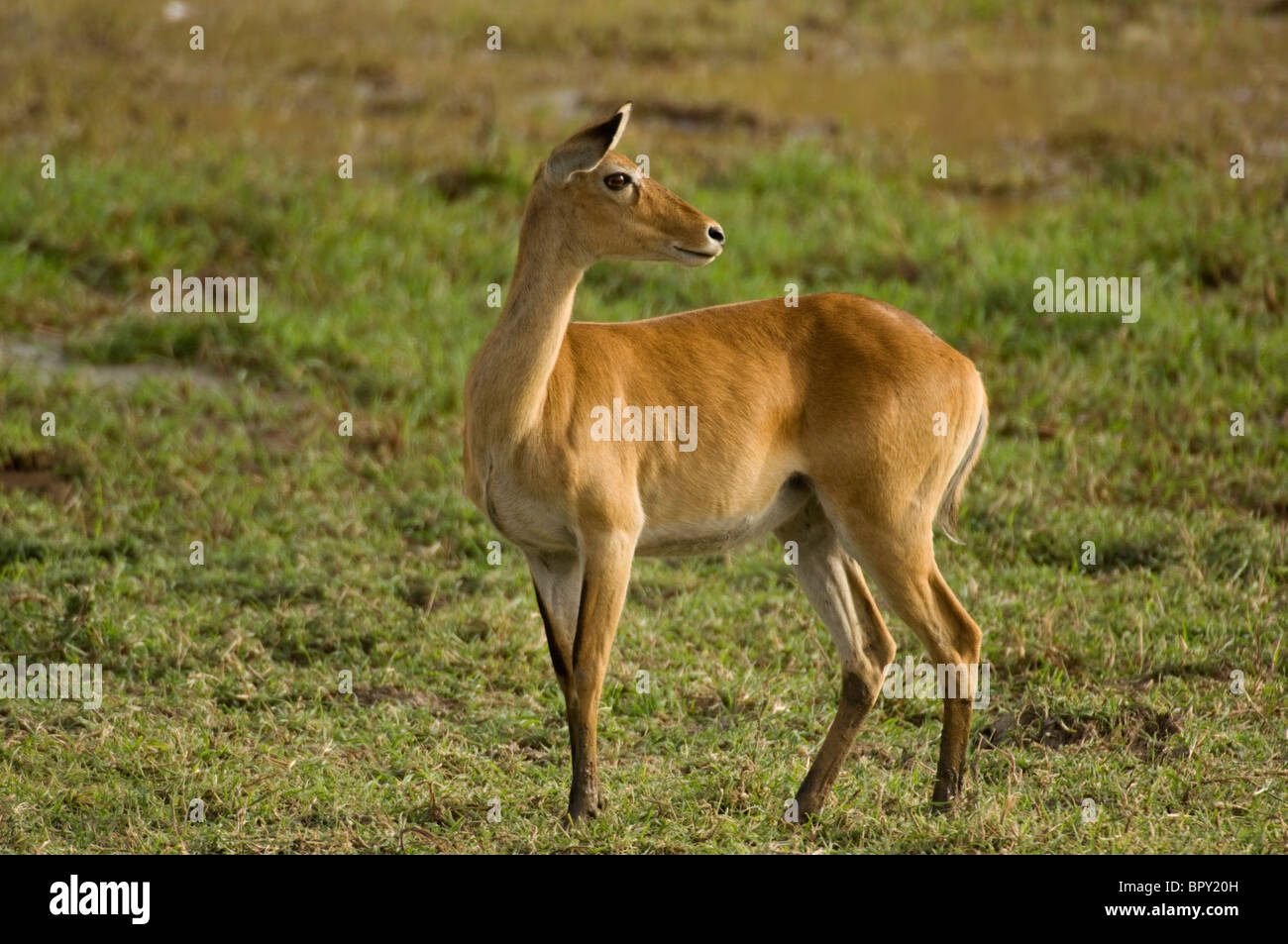 Kobus kob kob Banque de photographies et d’images à haute résolution ...