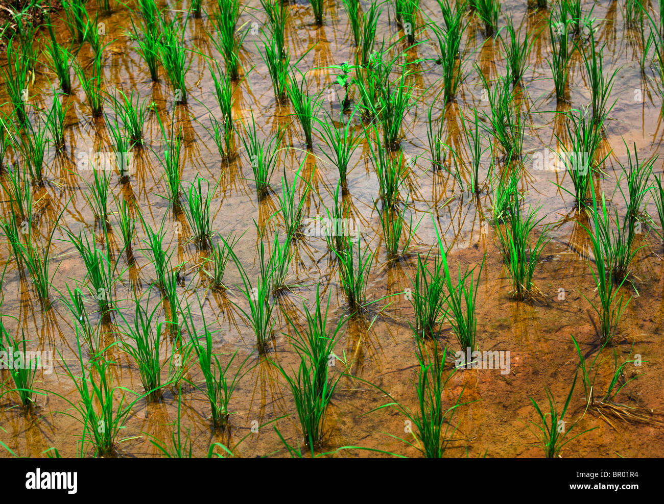 Jeune plant de riz Banque de photographies et d’images à haute ...