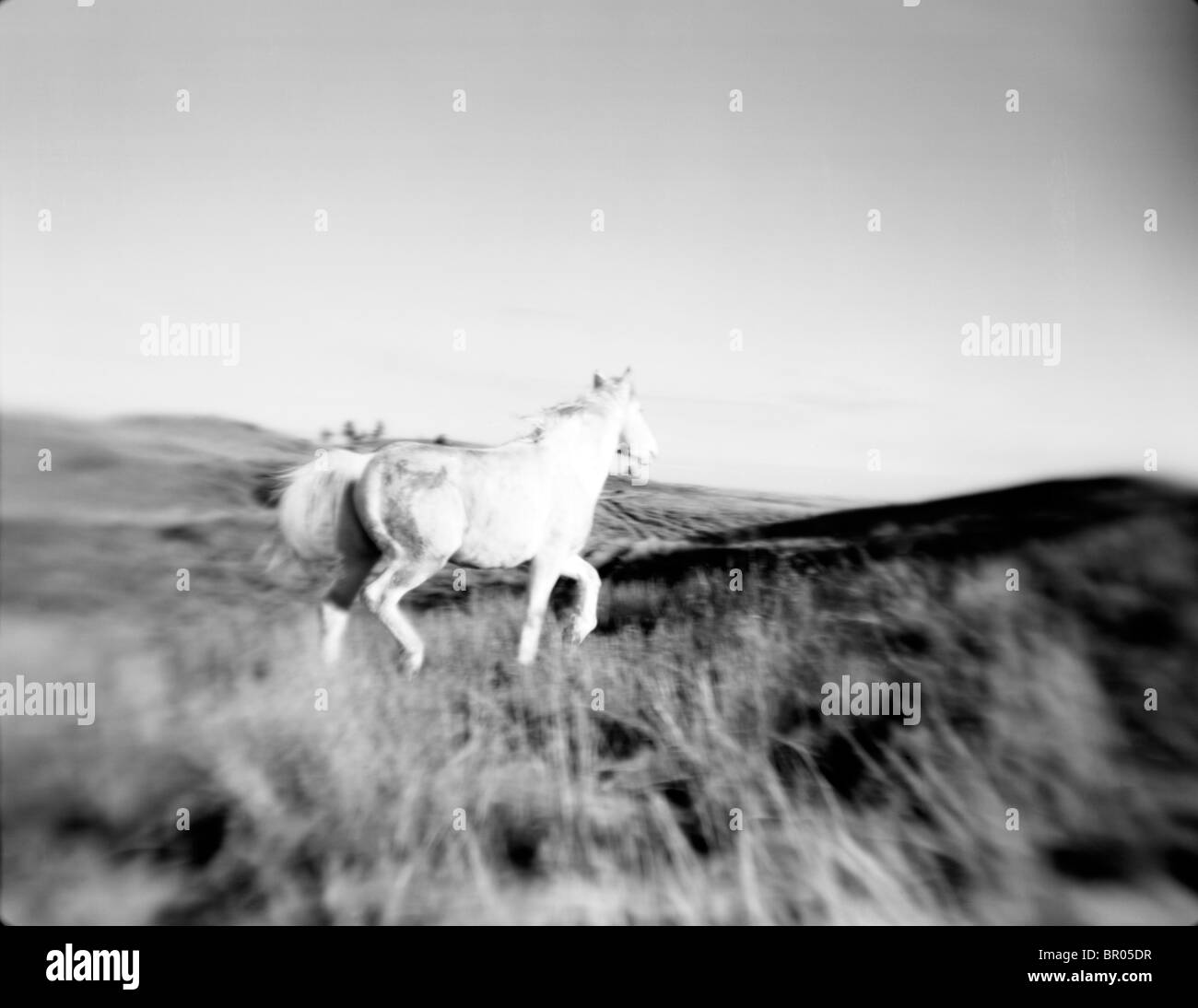 Cheval blanc Banque de photographies et d’images à haute résolution - Alamy