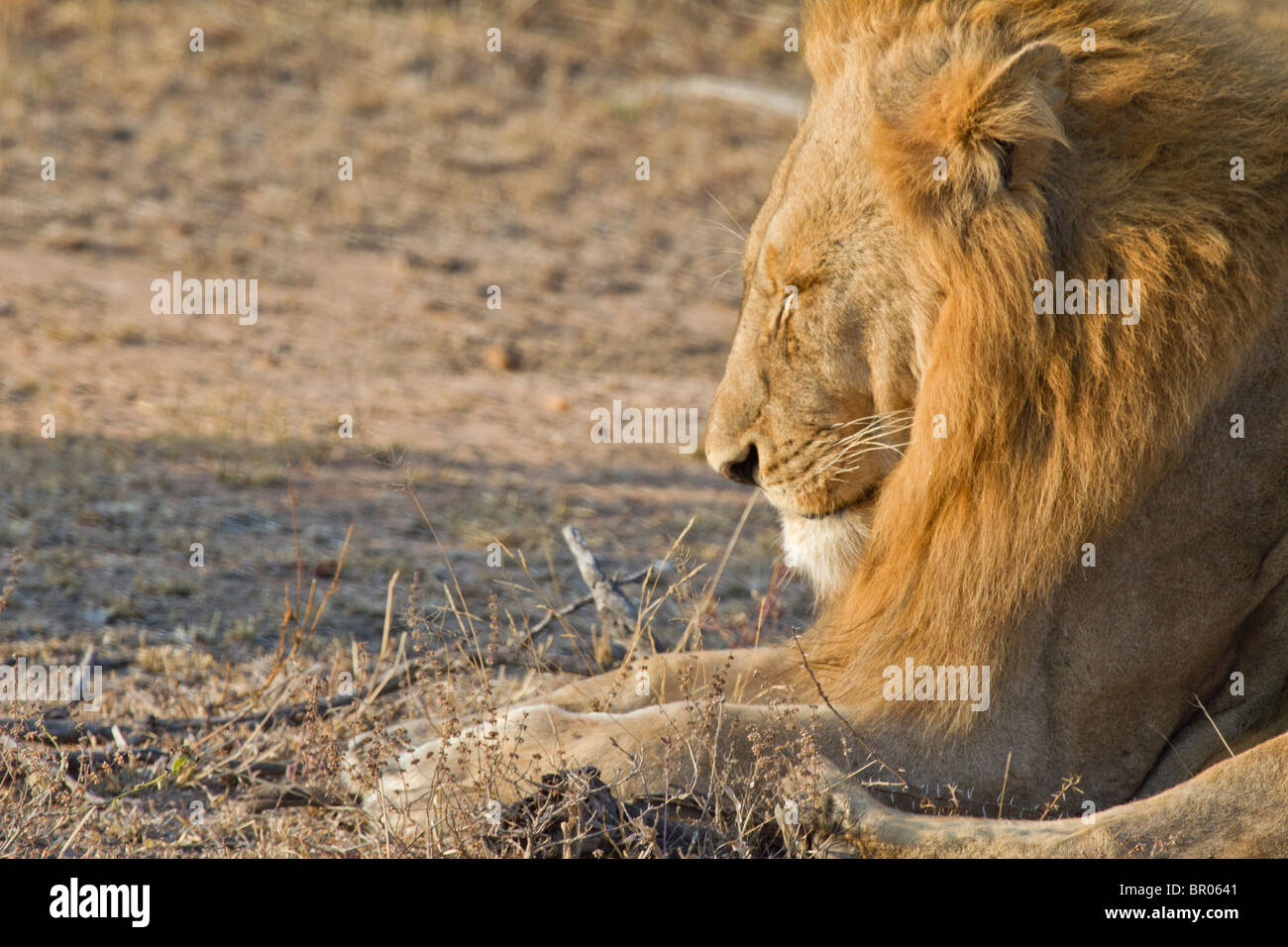Chat nonchalant Banque de photographies et d’images à haute résolution ...