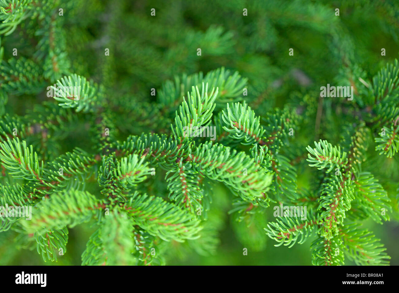 Pin Vert Banque d'image et photos - Alamy