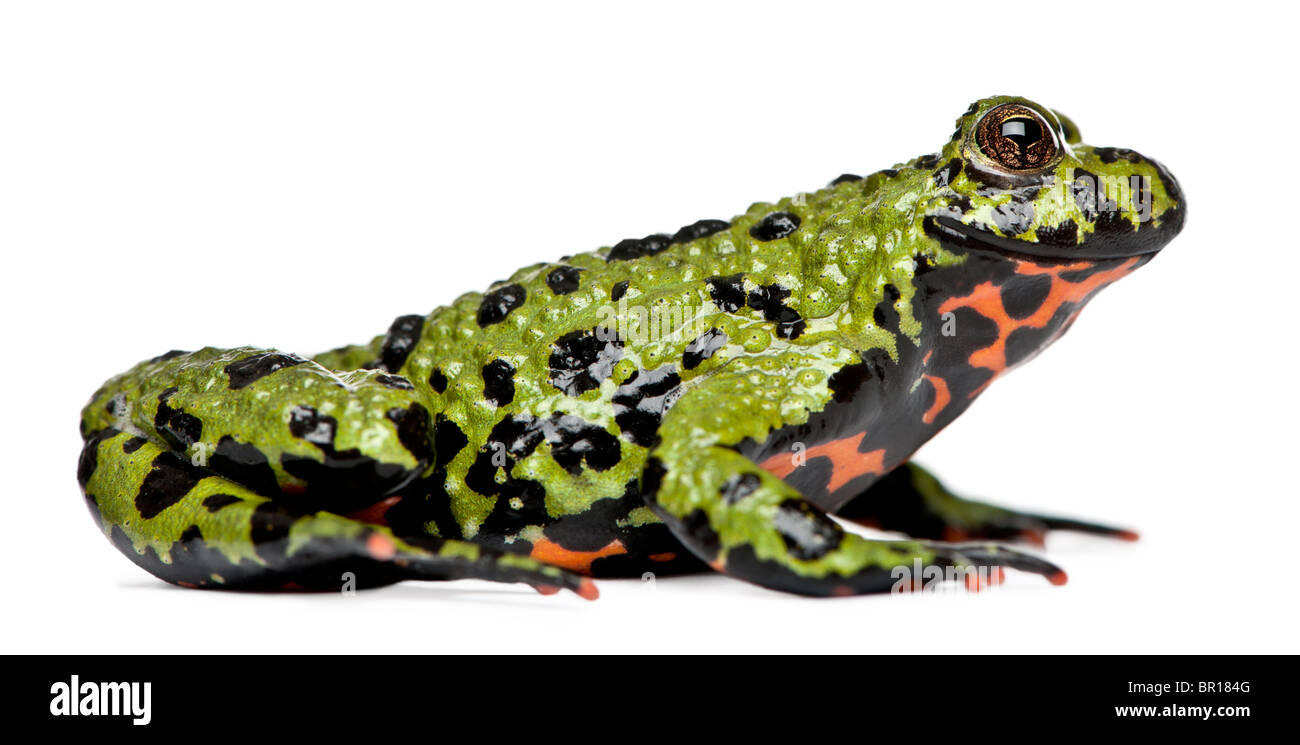 Smiling Oriental Fire-bellied Toad, Bombina orientalis, in front of ...