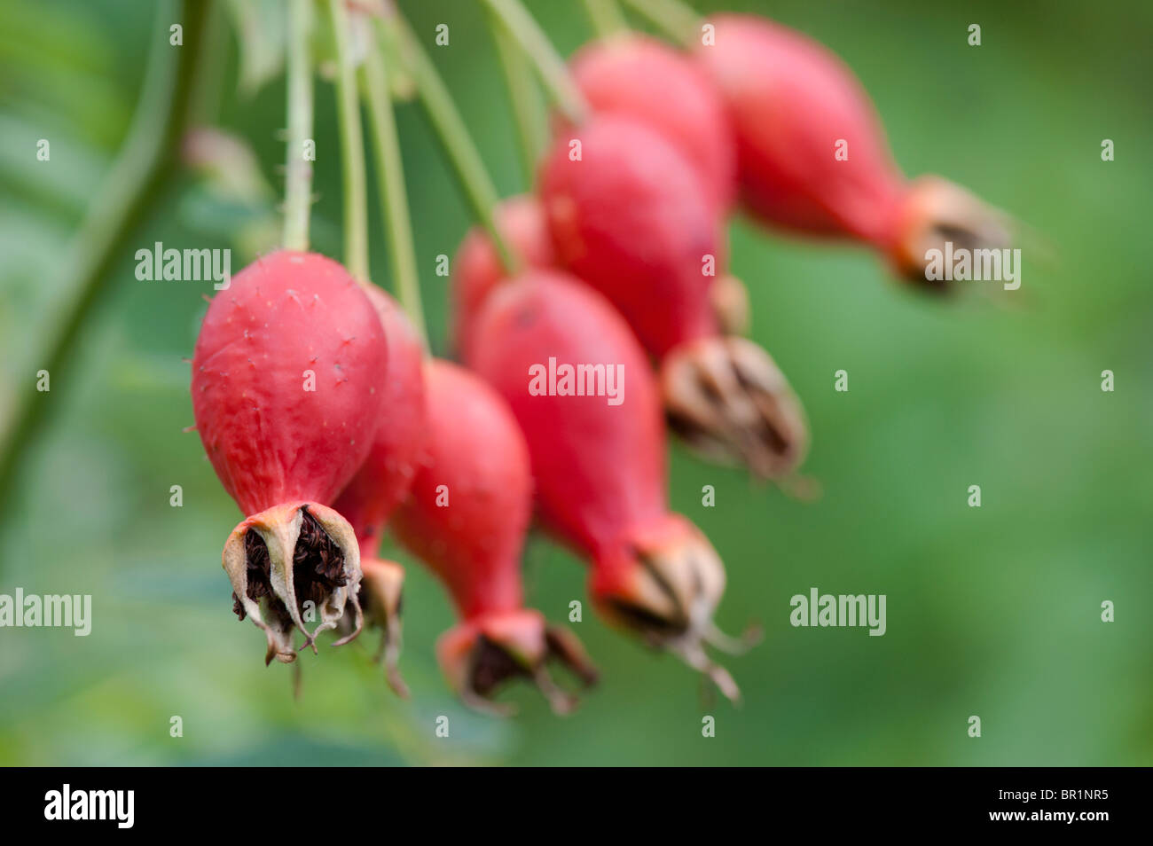 Rosa moyesii geranium Banque de photographies et d’images à haute ...