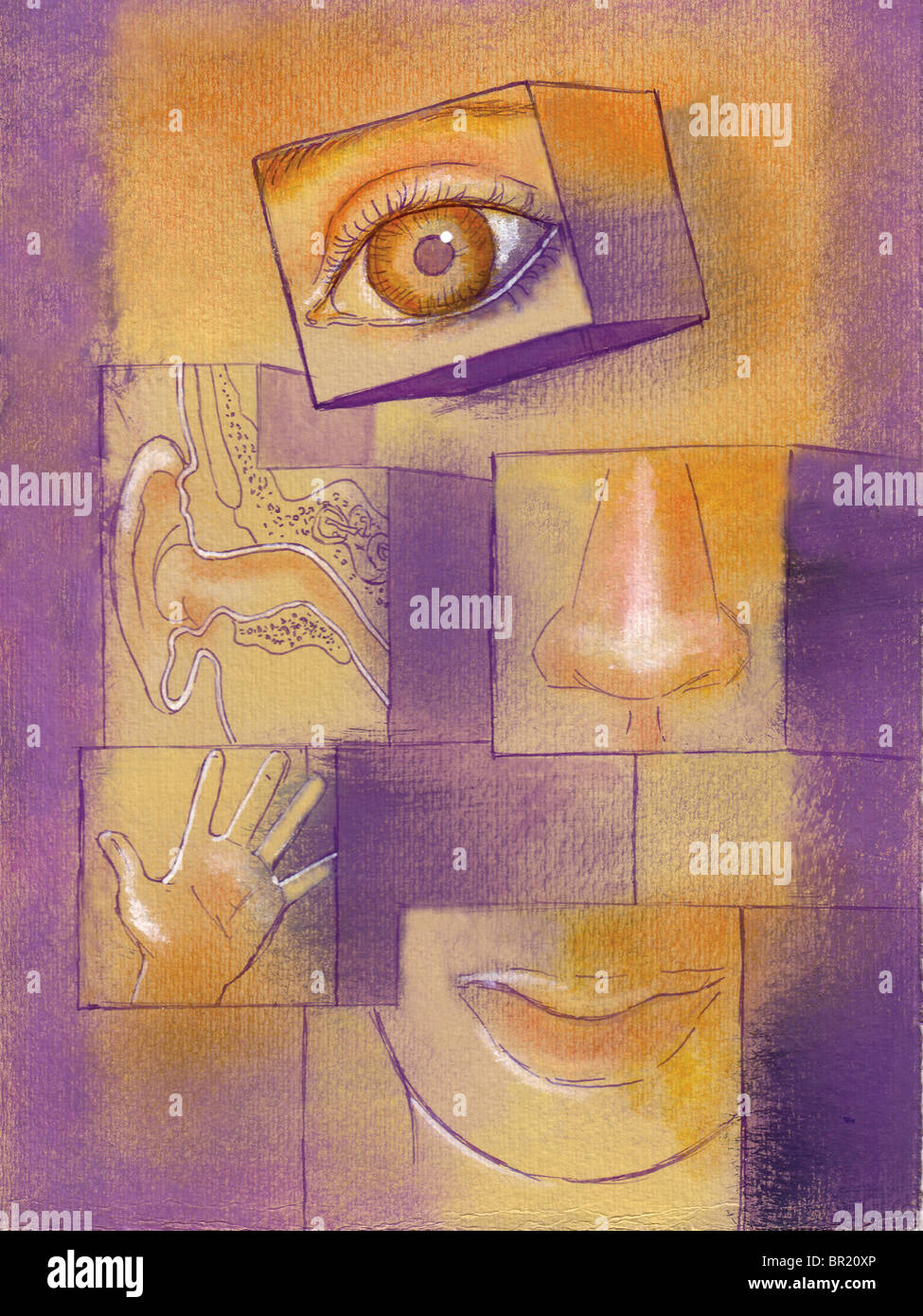 Five Senses Illustration Banque d'image et photos - Alamy