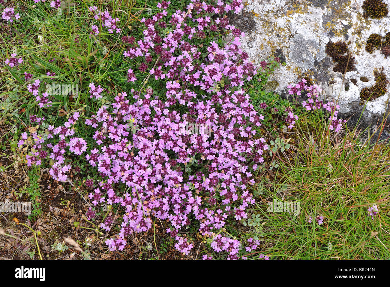 Thymus Serpyllum Banque d'image et photos - Alamy