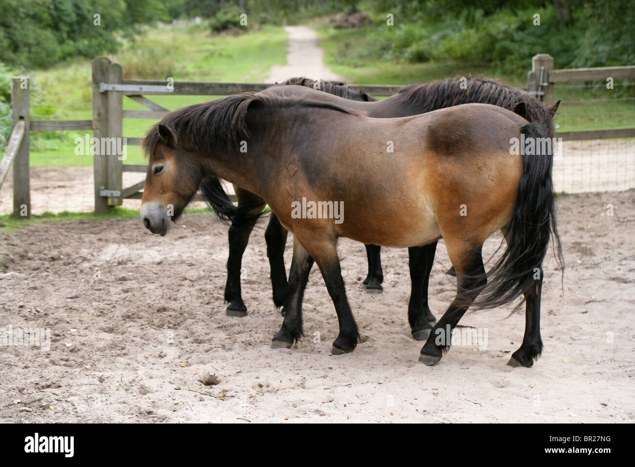 Poneys Exmoor, Rammamere Heath SSSI, Bedfordshire. Rares, en voie de ...
