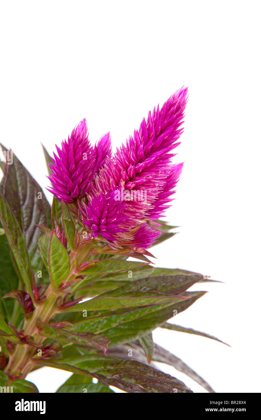 Celosia Venezuela rose plante en libre isolé sur fond blanc Photo Stock ...