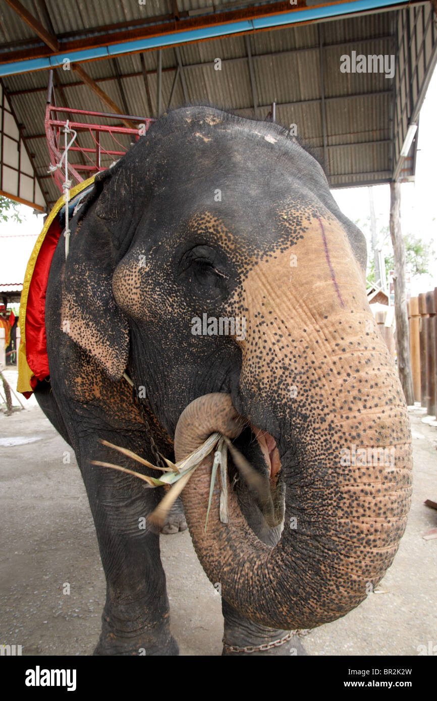 Thai elephant Banque de photographies et d’images à haute résolution ...