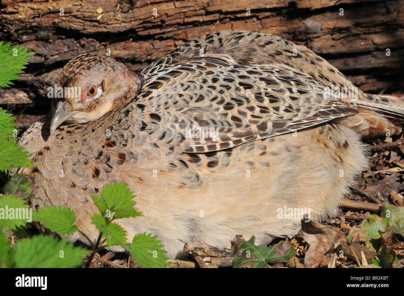Faisan femelle Banque de photographies et d’images à haute résolution ...