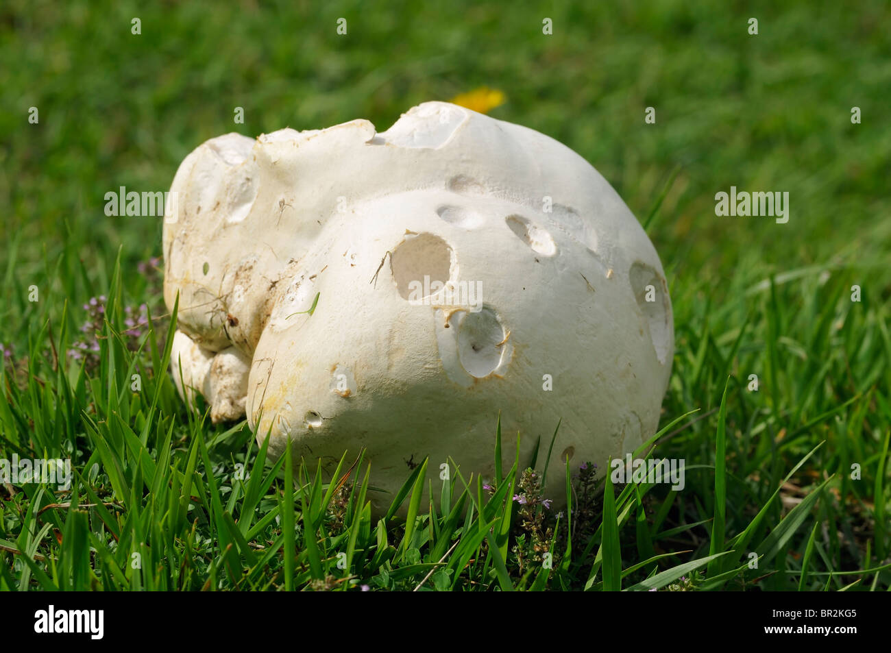 Calvactia gigantea Banque de photographies et d’images à haute ...