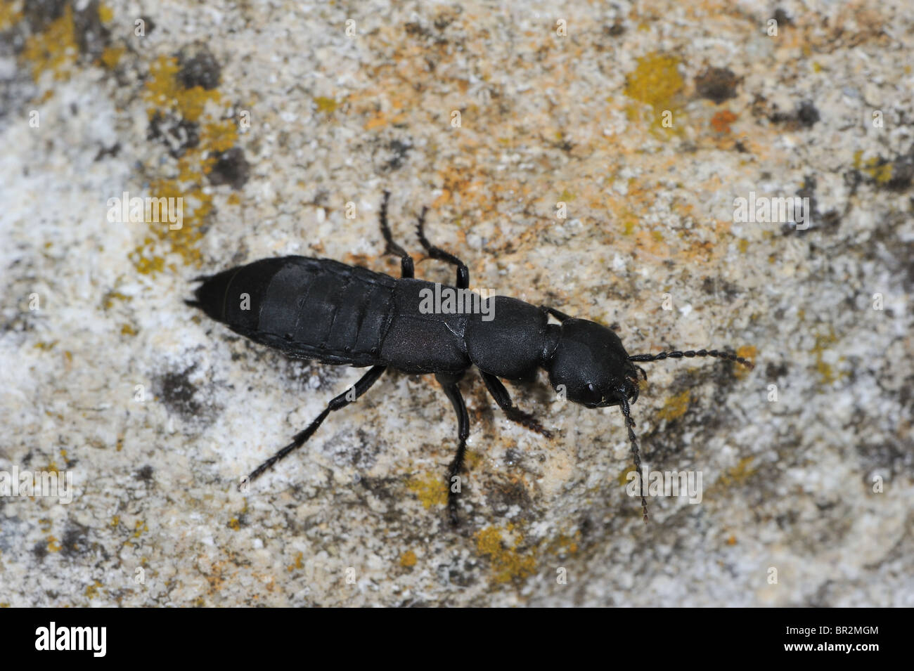 Staphylinus olens Banque de photographies et d’images à haute ...