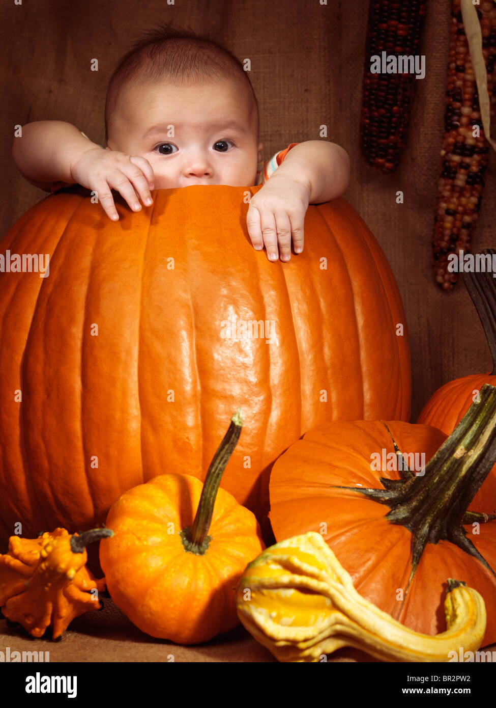 Baby boo pumpkins Banque de photographies et d’images à haute ...