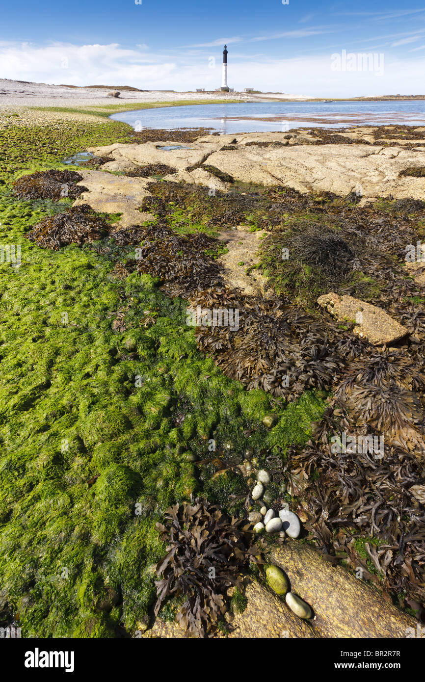 Marée verte bretagne Banque de photographies et d’images à haute ...