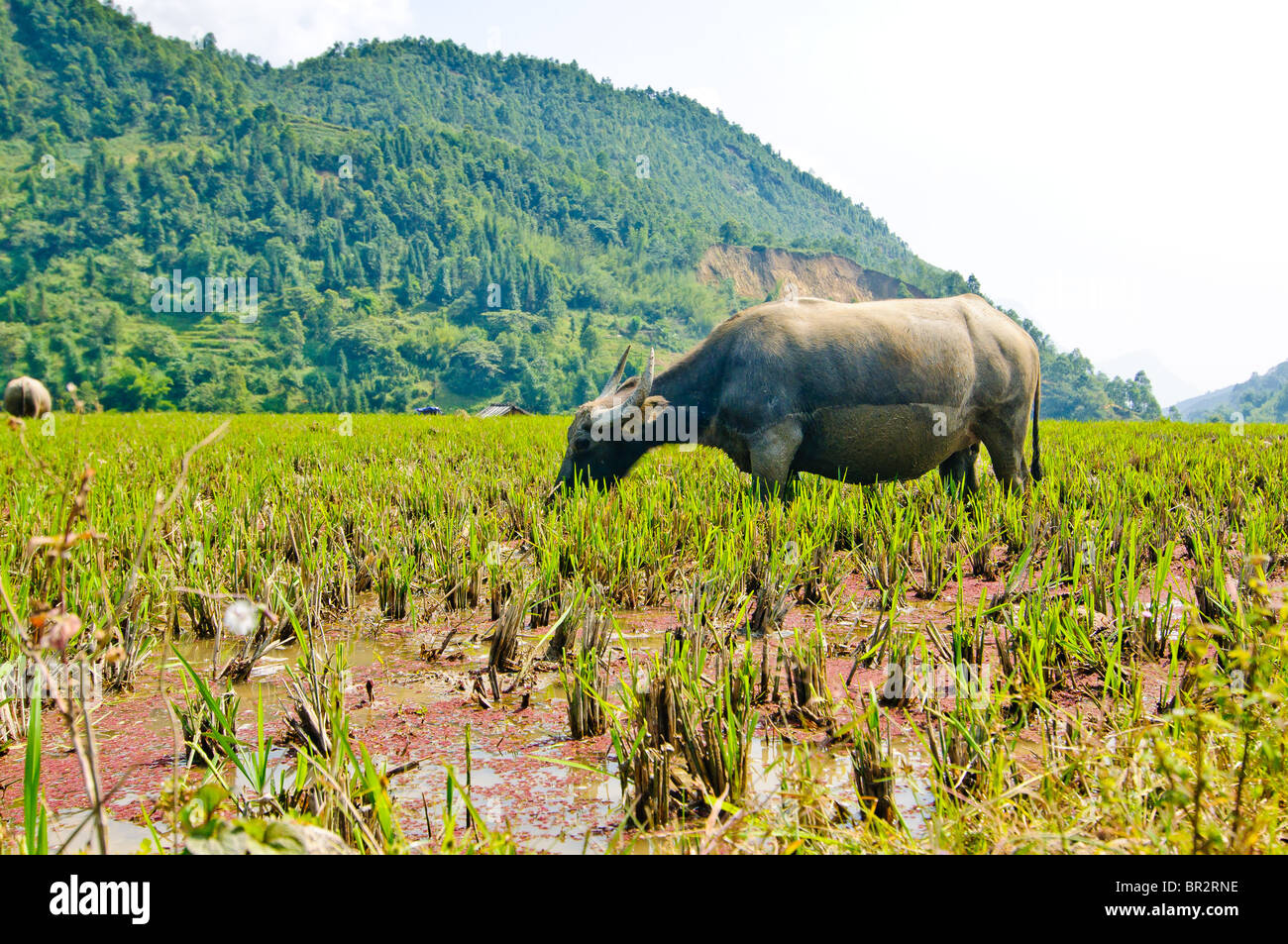 Vietnam irrigation Banque de photographies et d’images à haute ...