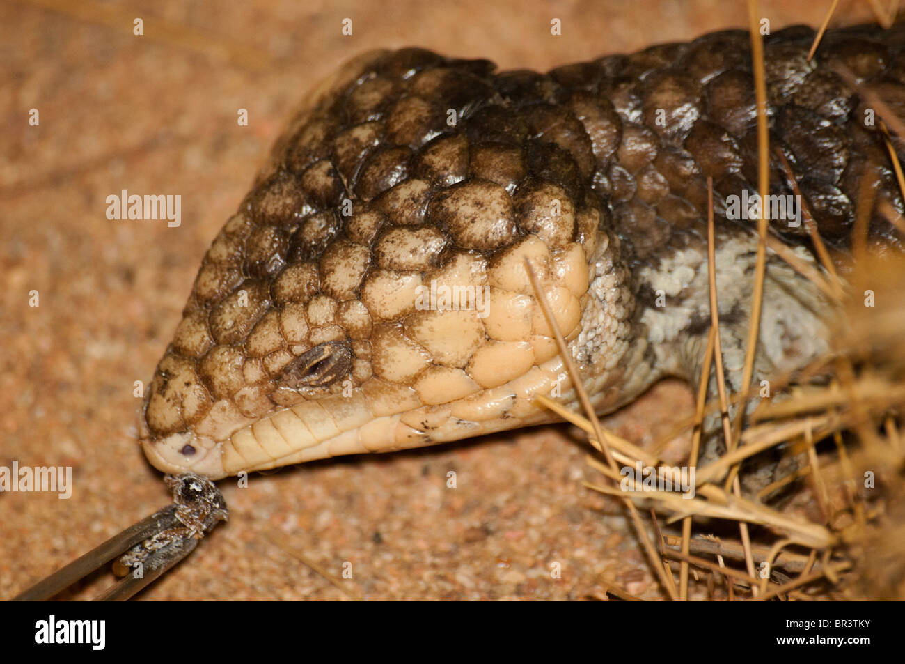 Tiliqua rugosa rugosa Banque de photographies et d’images à haute ...