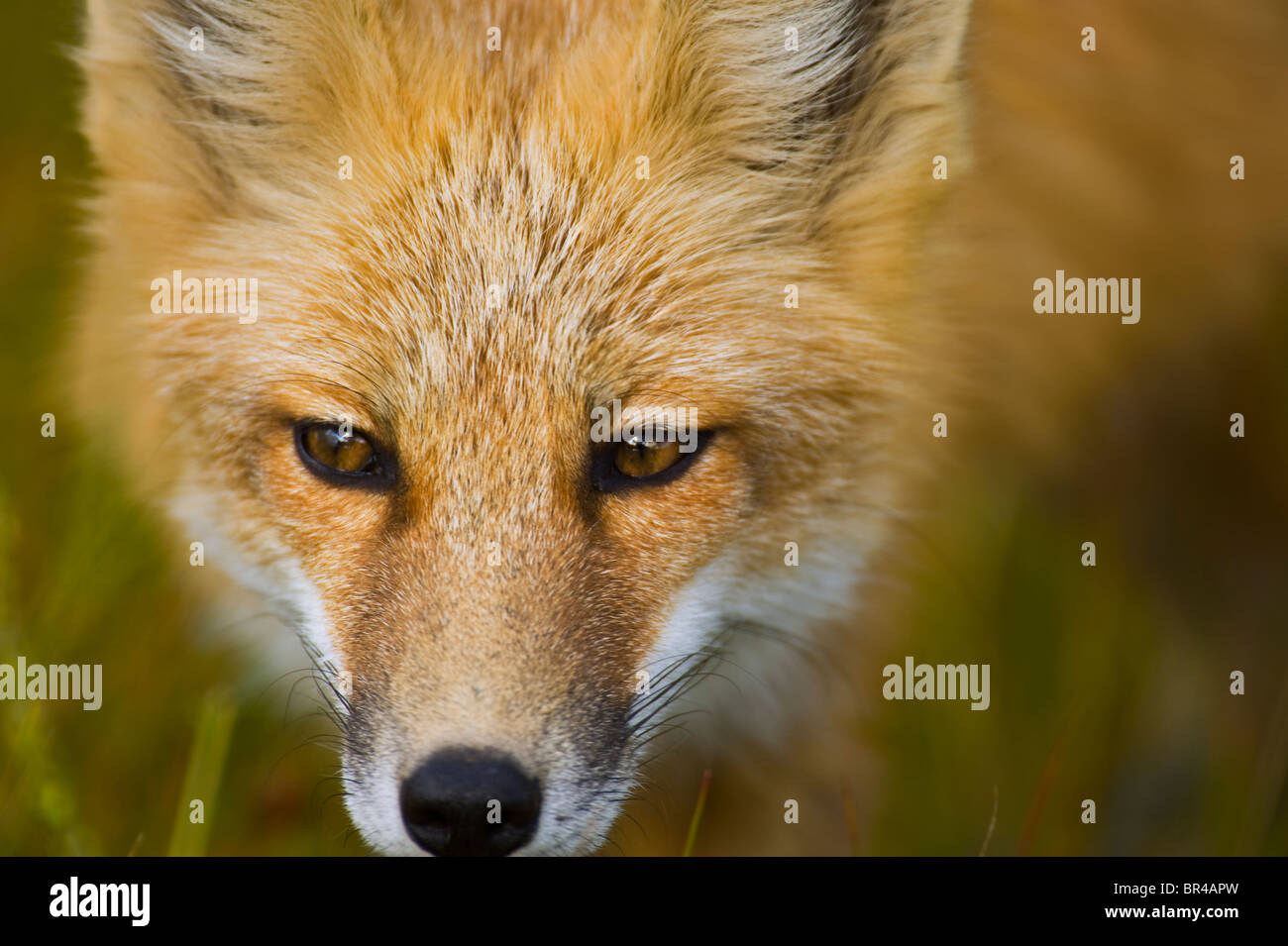 Visage de renard roux Banque de photographies et d’images à haute ...