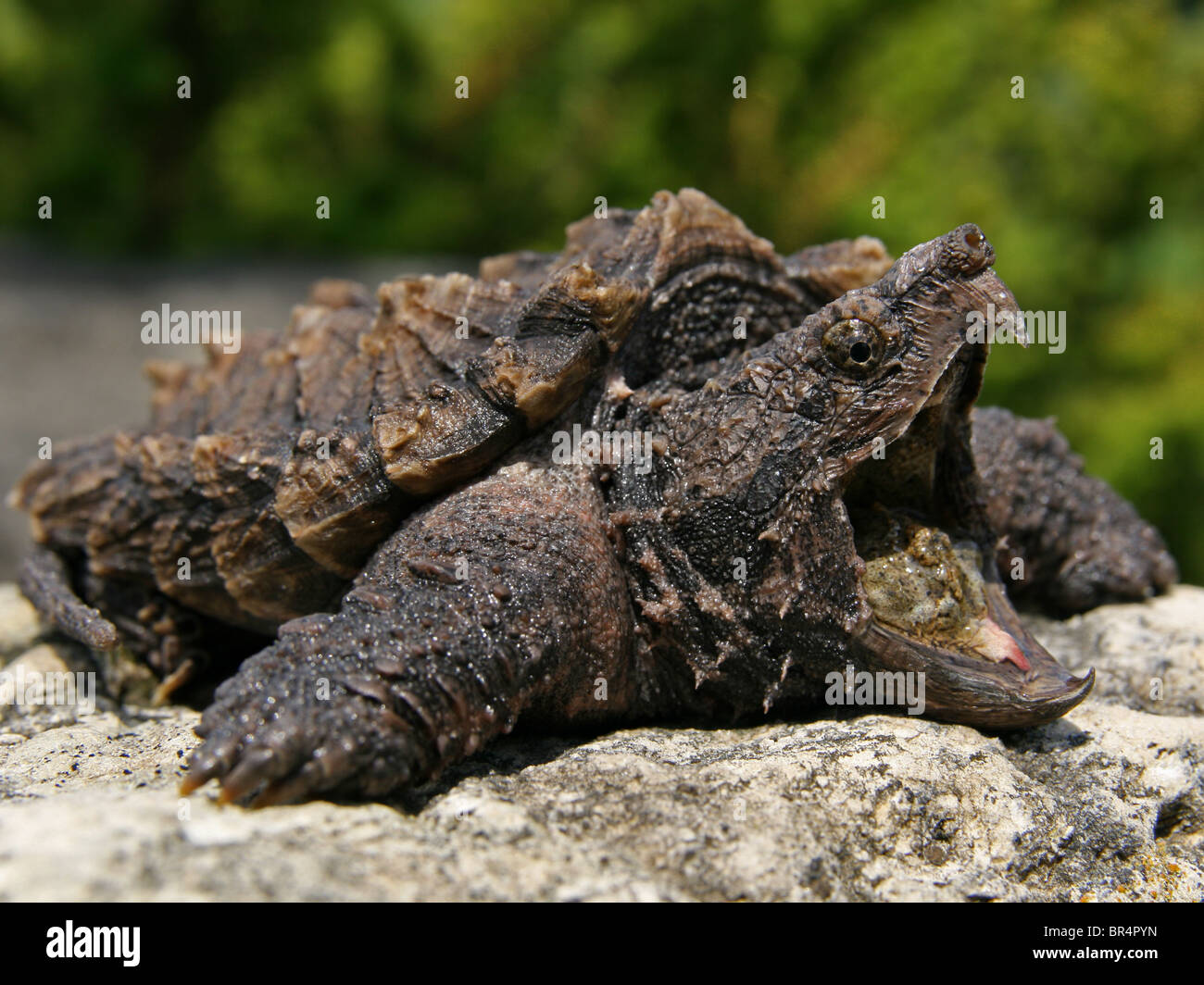 Tortue Alligator (Macrochelys temminckii Photo Stock - Alamy