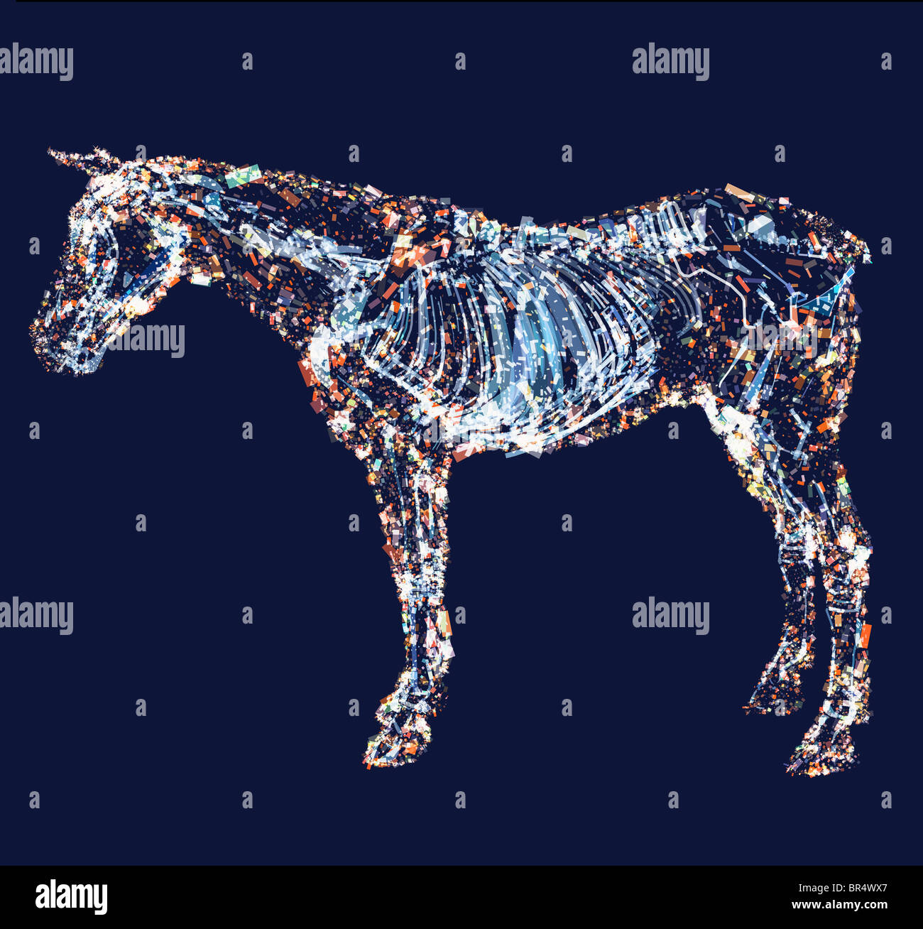 Anatomie muscle cheval Banque de photographies et d’images à haute ...