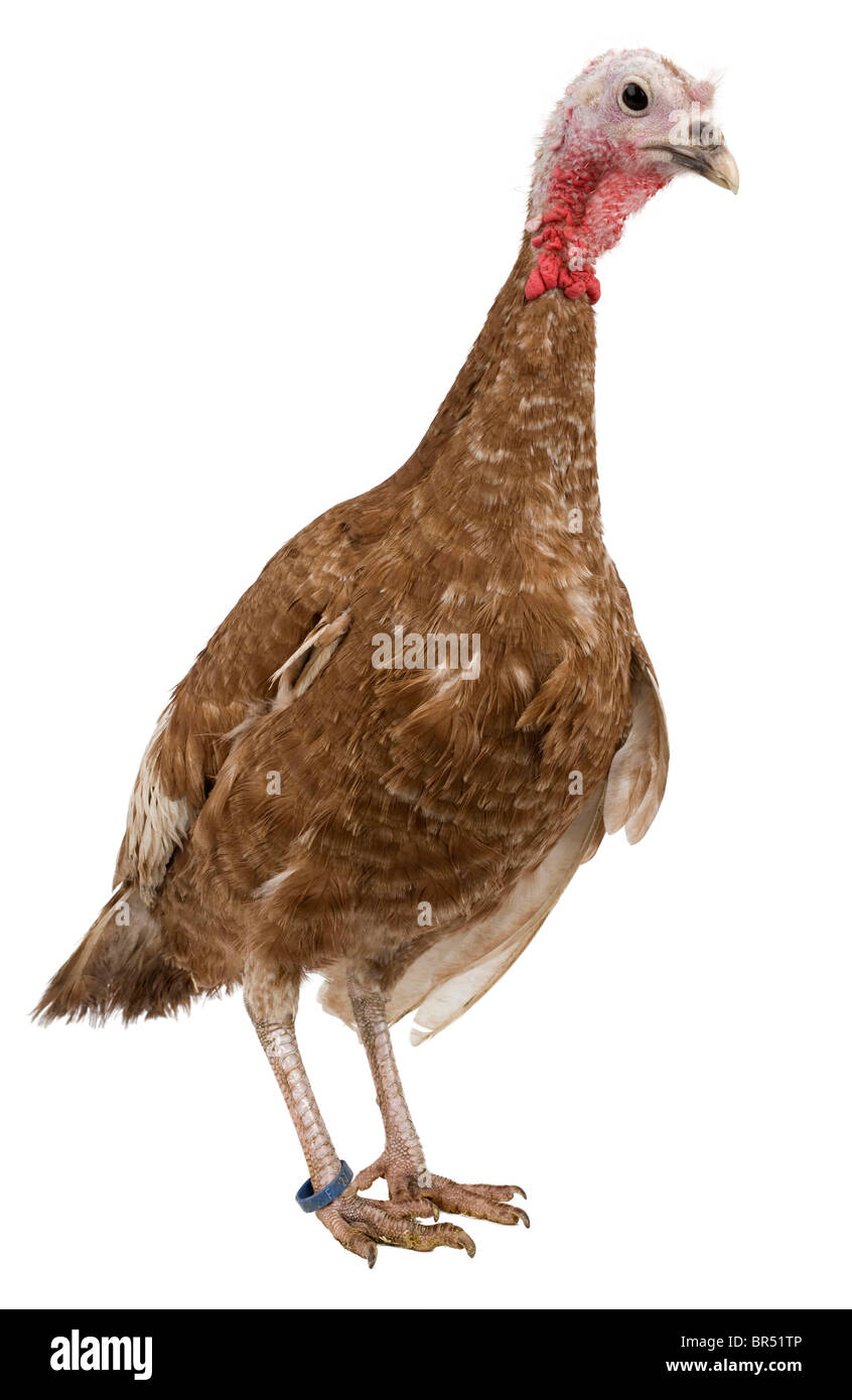 Dindon rouge des ardennes Banque de photographies et d’images à haute ...