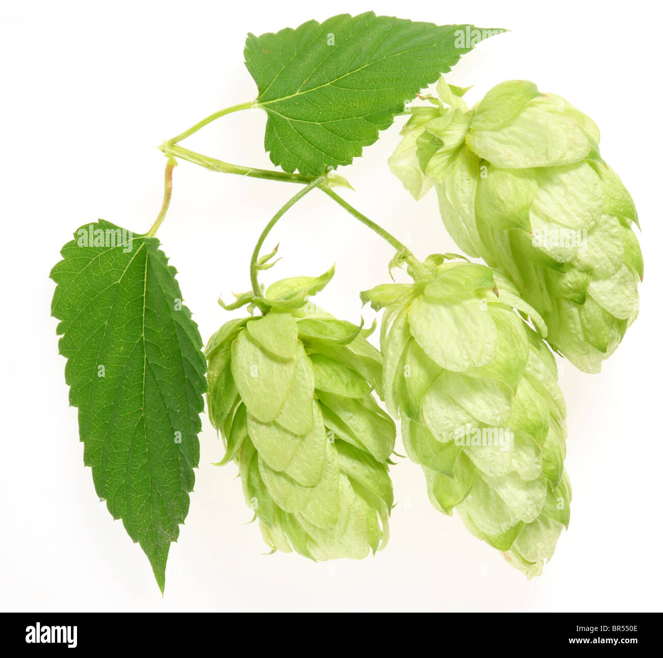 Branche de houblon sur un fond blanc Photo Stock - Alamy