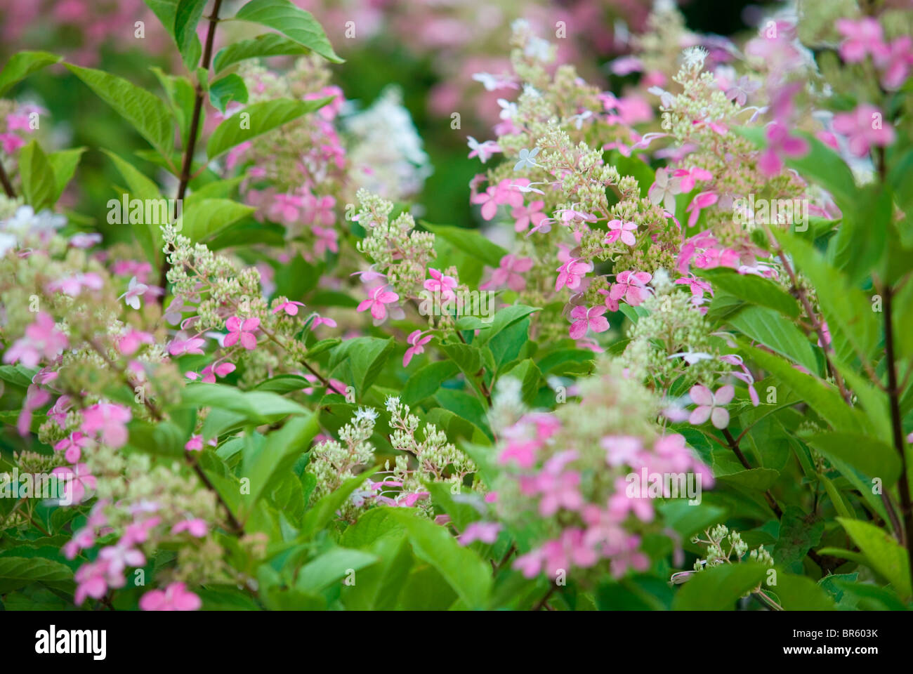 Hortensia paniculata big ben Banque de photographies et d’images à ...