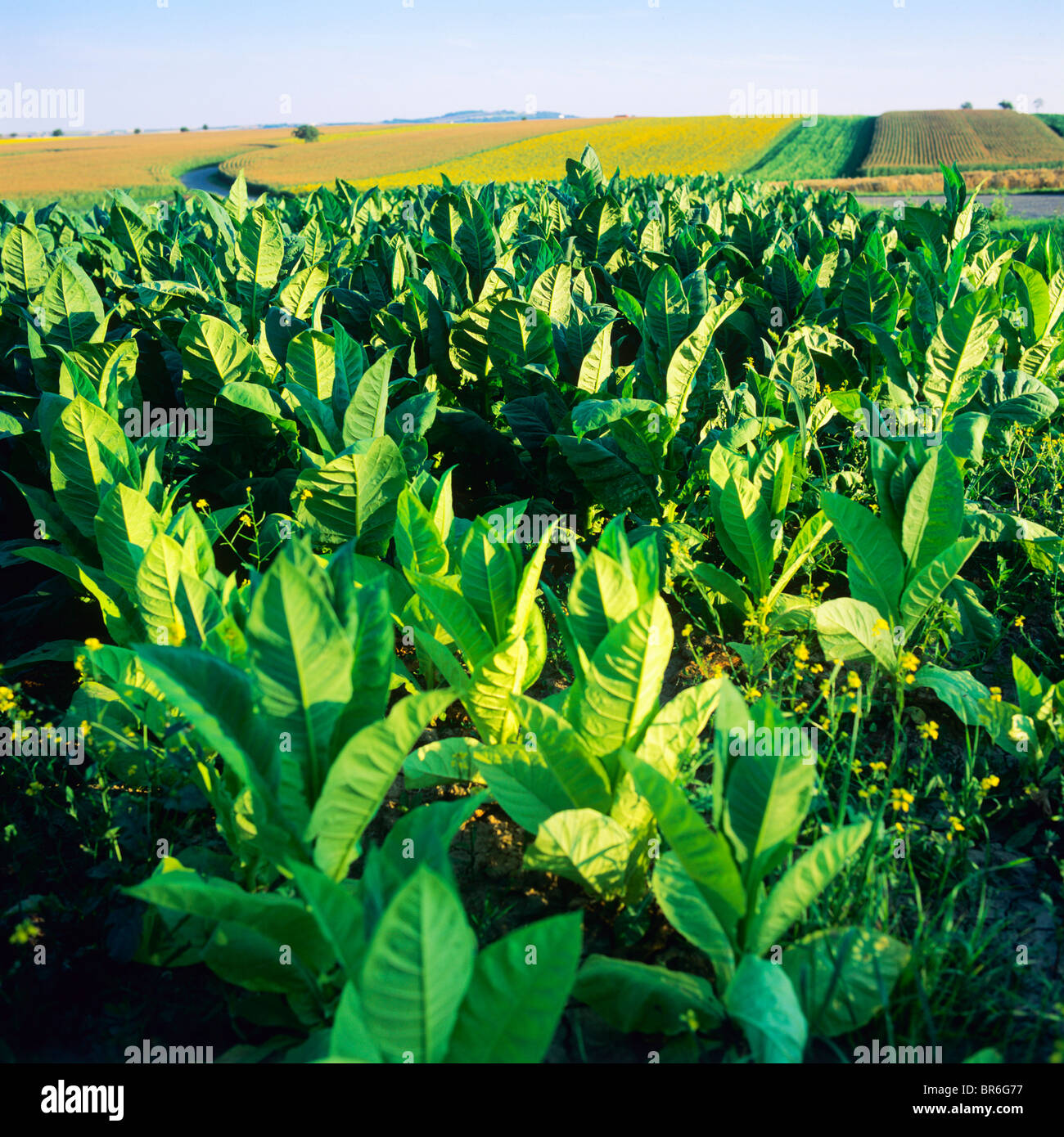 Tobacco plantation alsace Banque de photographies et d’images à haute ...