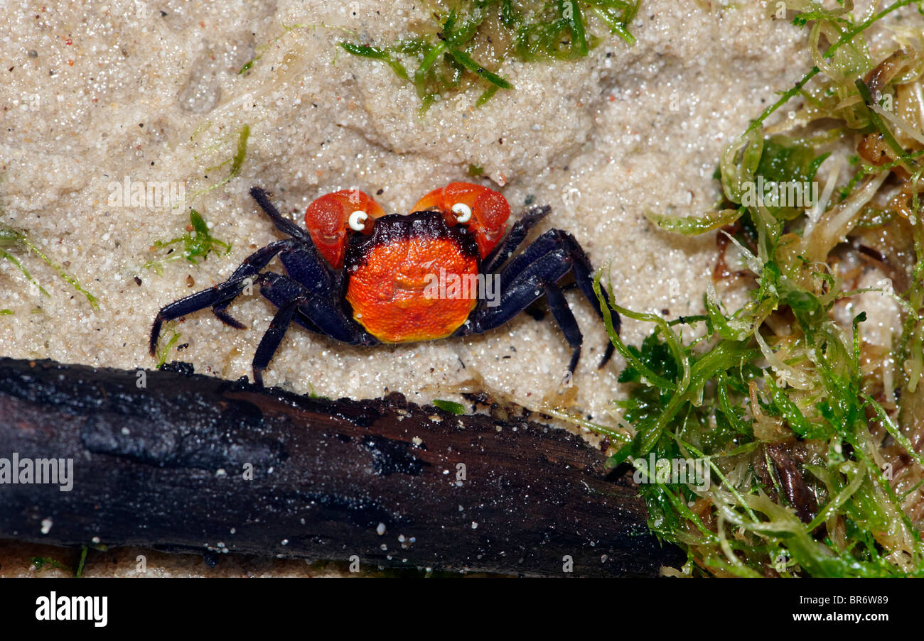 Crabe GEOSESARMA VAMPIRE, espèces terrestres, aquatiques, Crabe Crabe ...