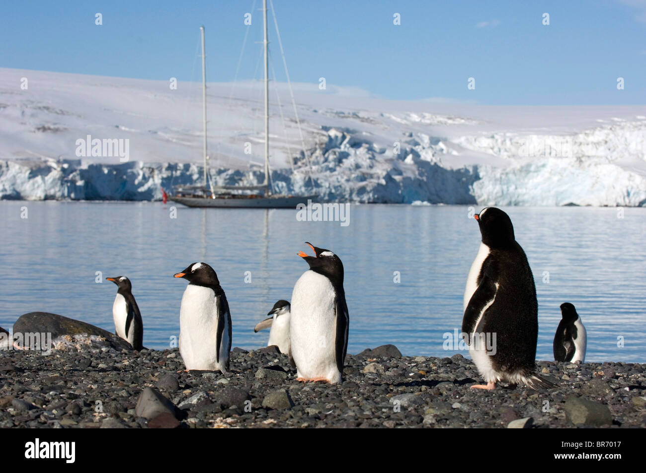 Adele penguin Banque de photographies et d’images à haute résolution ...