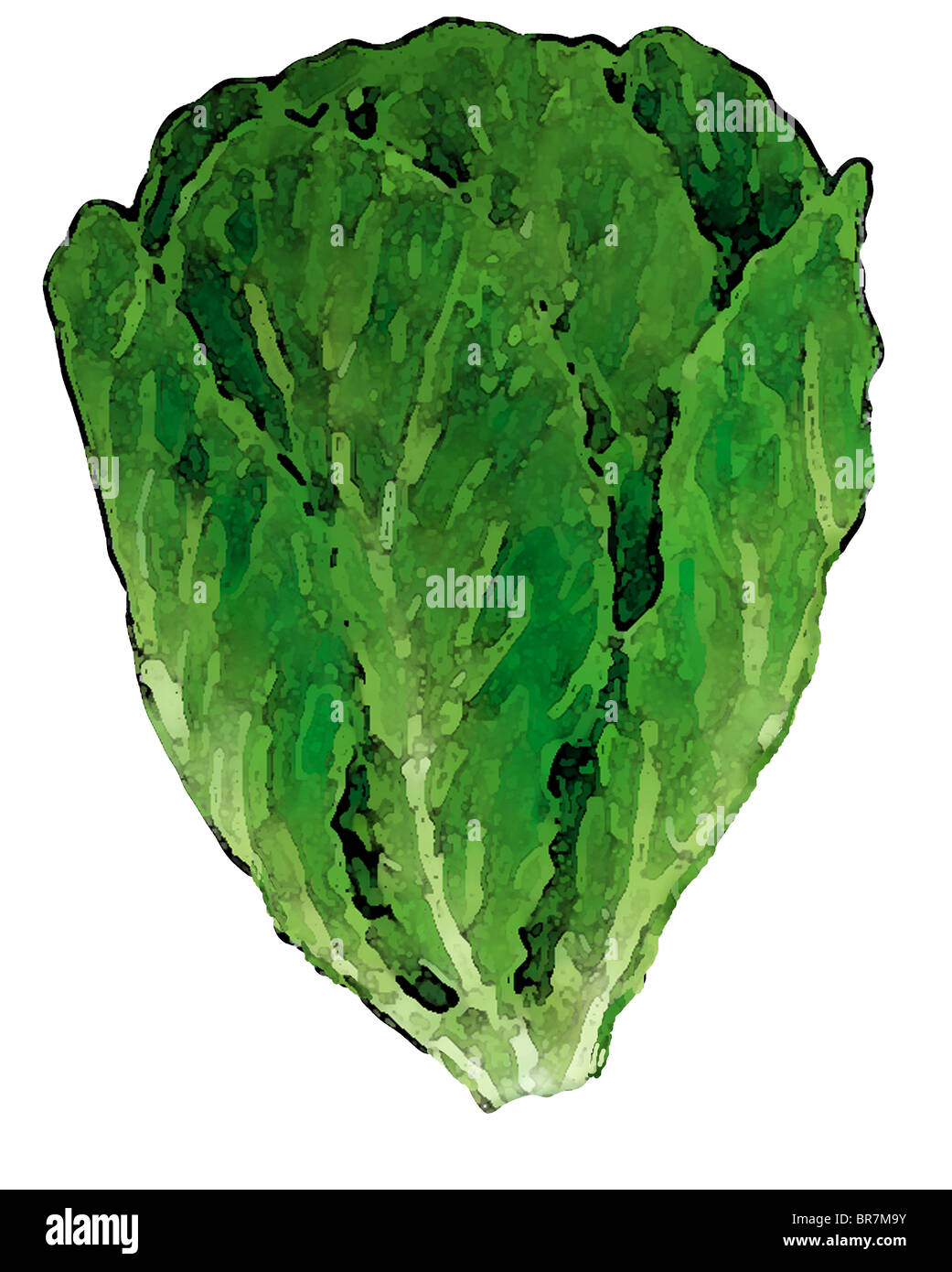 Un dessin d'une laitue romaine Photo Stock - Alamy