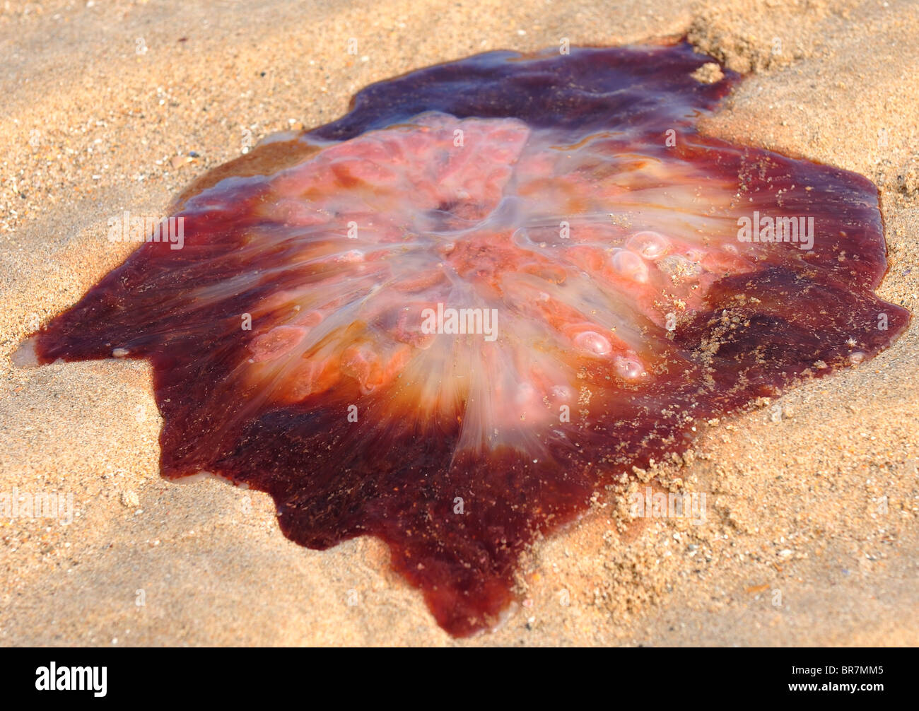 Méduse sur la plage Banque de photographies et d’images à haute ...