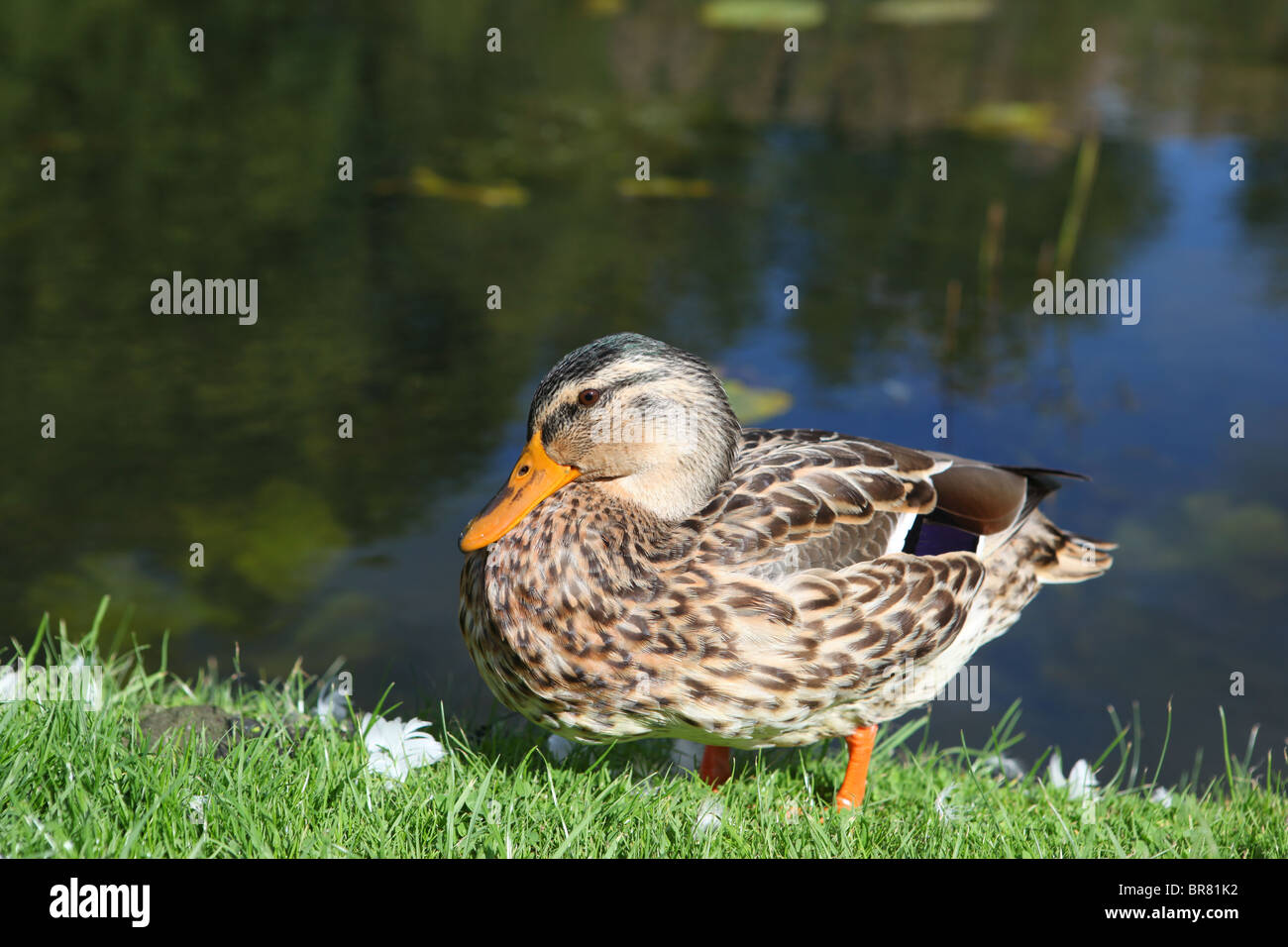 Quelques canards Banque de photographies et d’images à haute résolution ...