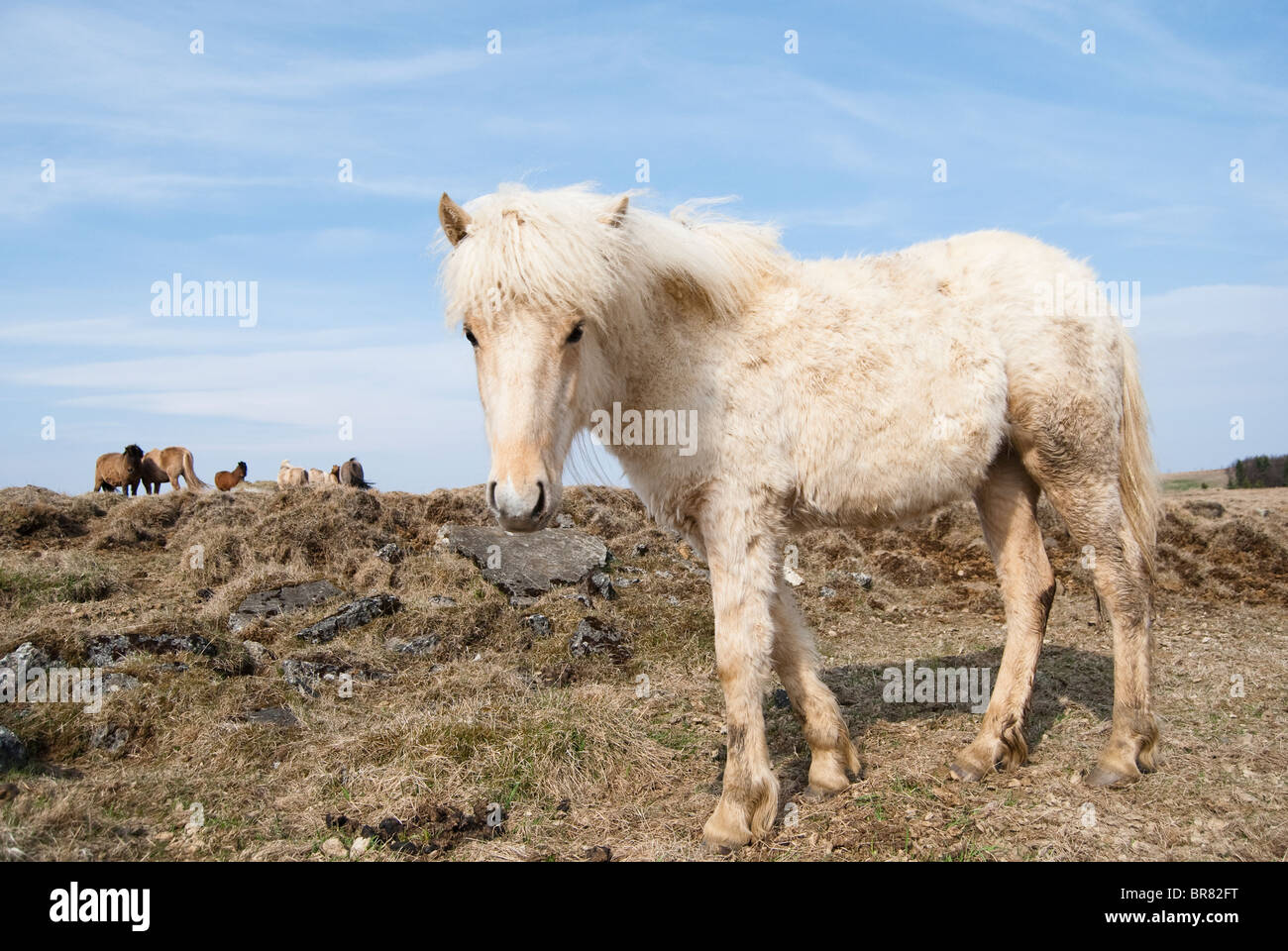 Islande chevaux equus ferus caballus Banque de photographies et d ...