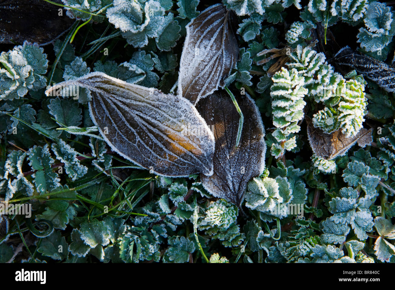 Feuilles de givre sur le sol Banque de photographies et d’images à ...