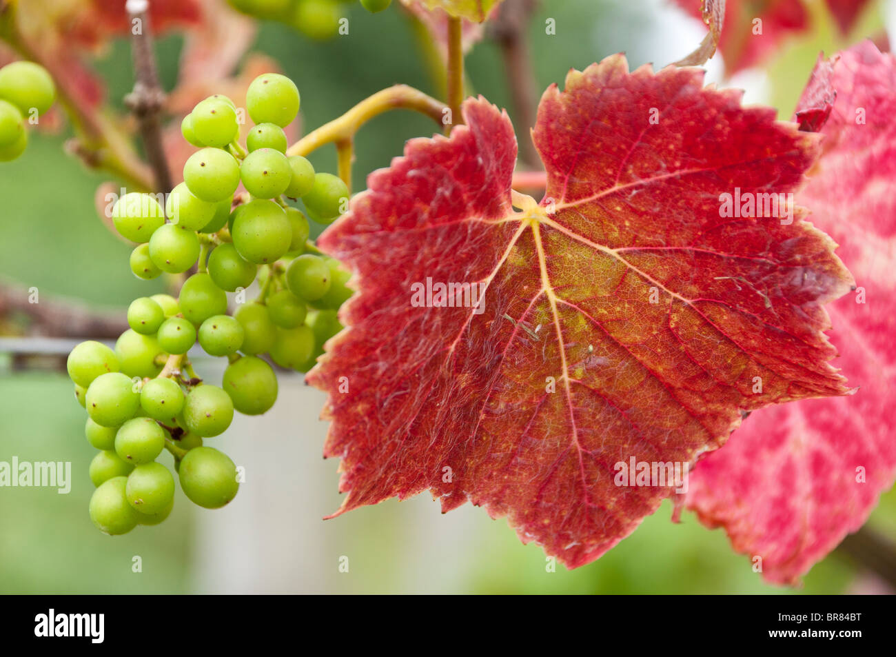 Feuilles de vigne Banque de photographies et d’images à haute ...