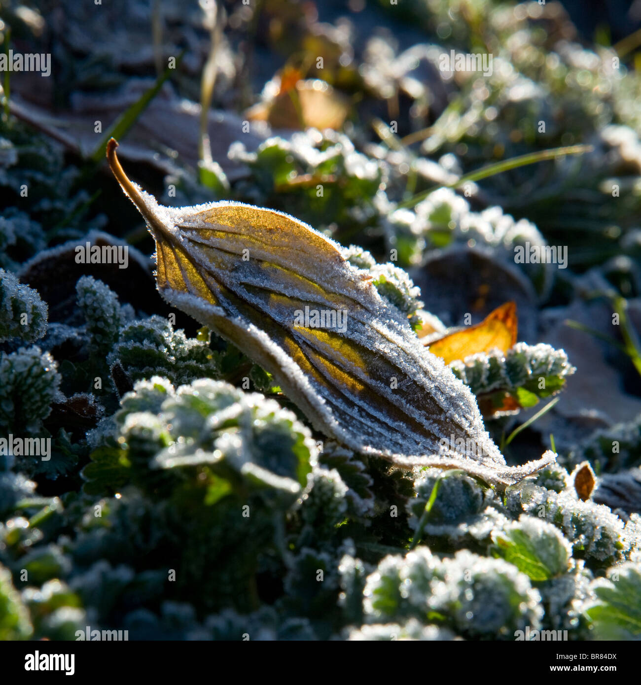 Feuilles de givre sur le sol Banque de photographies et d’images à ...
