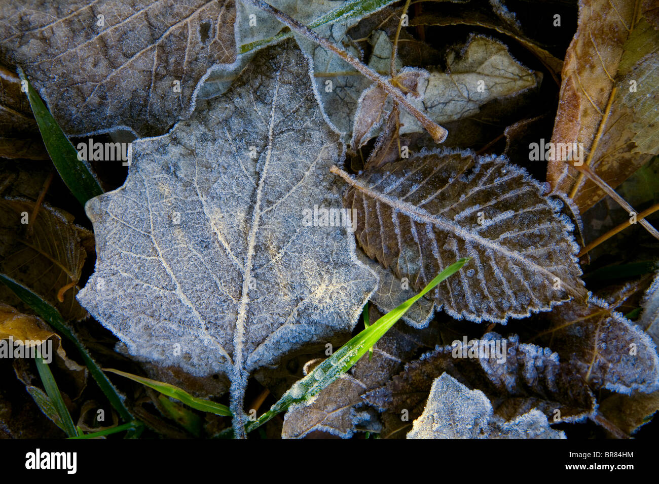 Feuilles de givre sur le sol Banque de photographies et d’images à ...