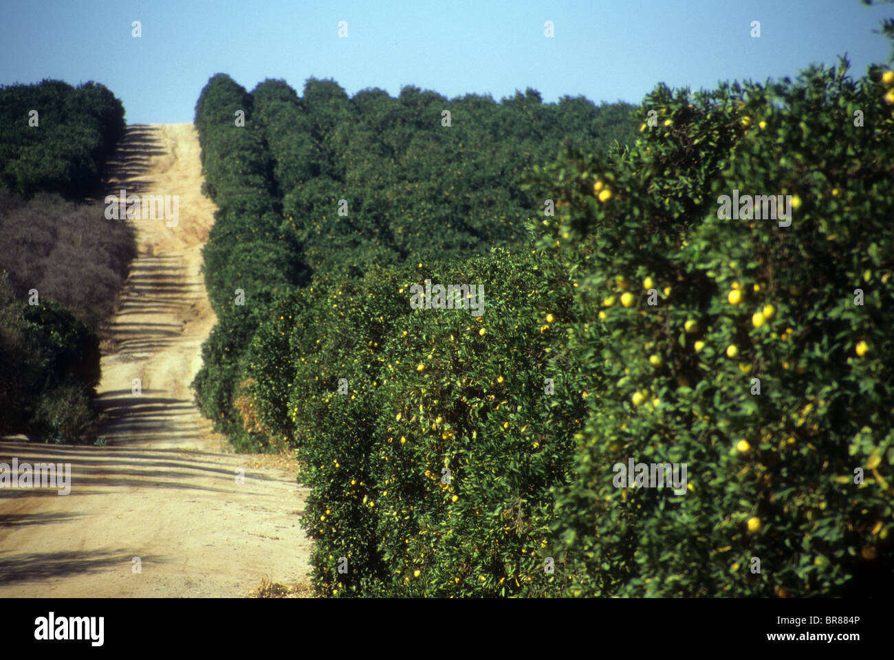 Orange Tree grove Riverside California USA fruit citrus agriculture ...