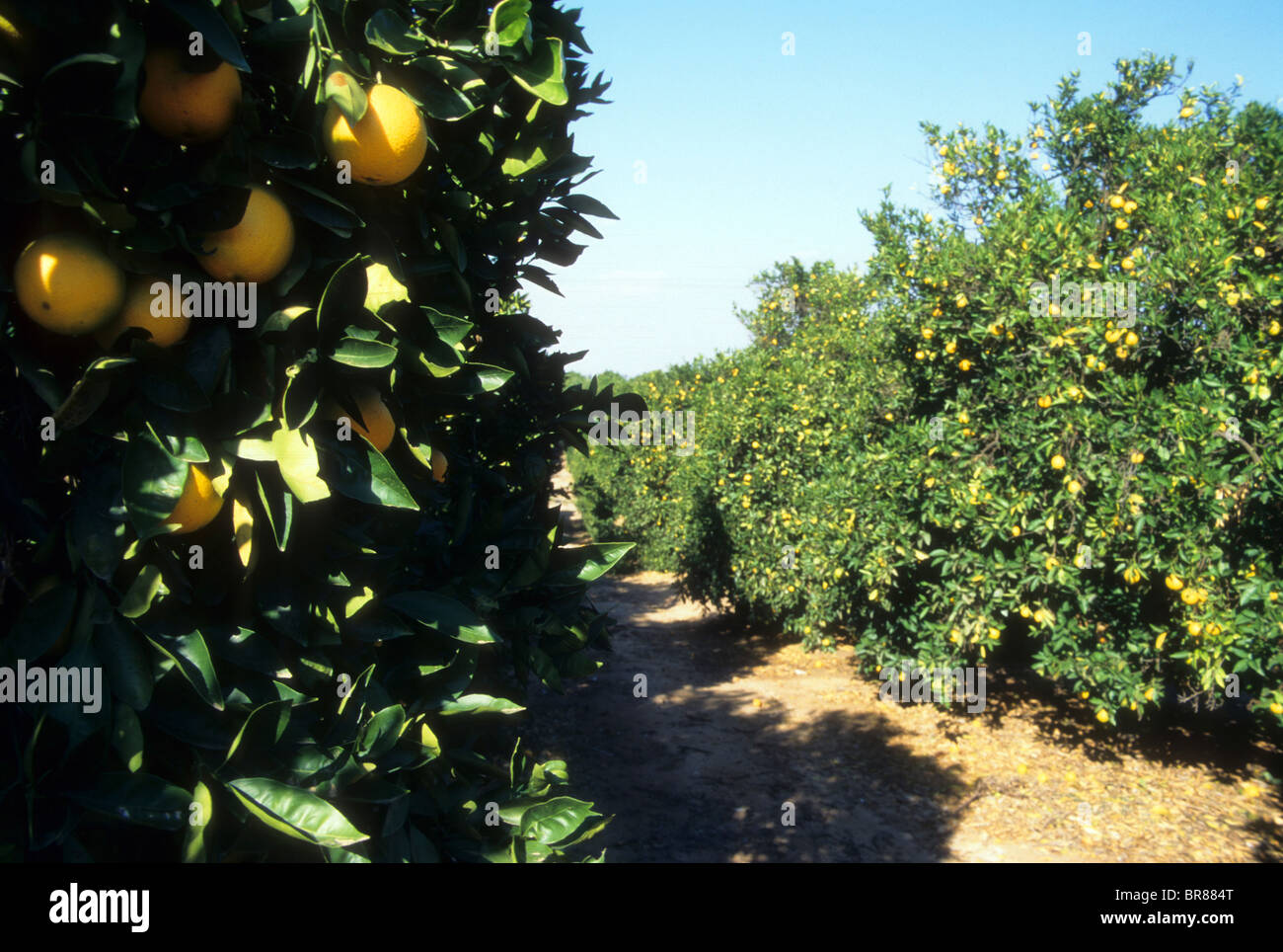 Orange Tree grove Riverside California USA fruit citrus agriculture ...