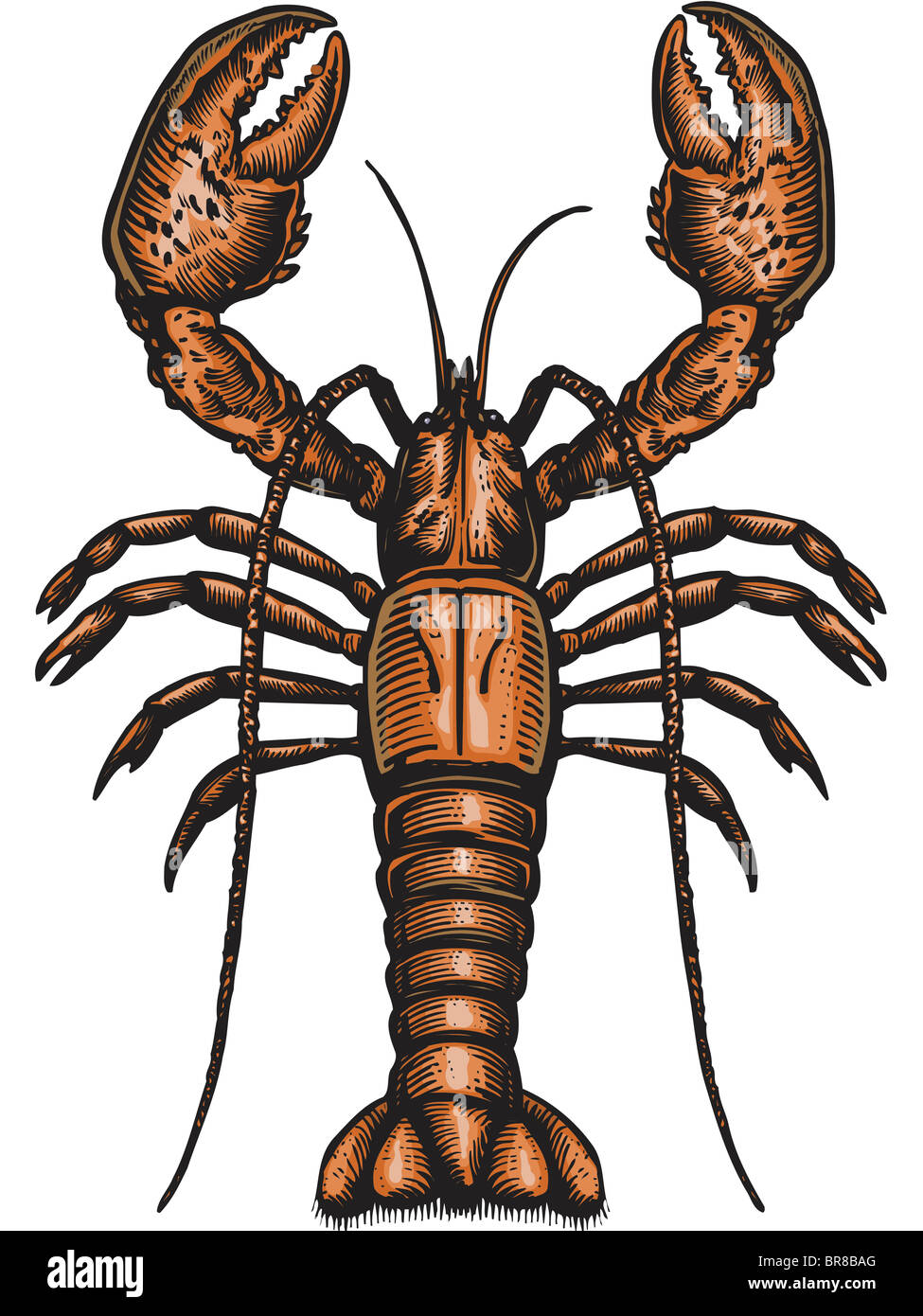 Un dessin d'un homard Photo Stock - Alamy