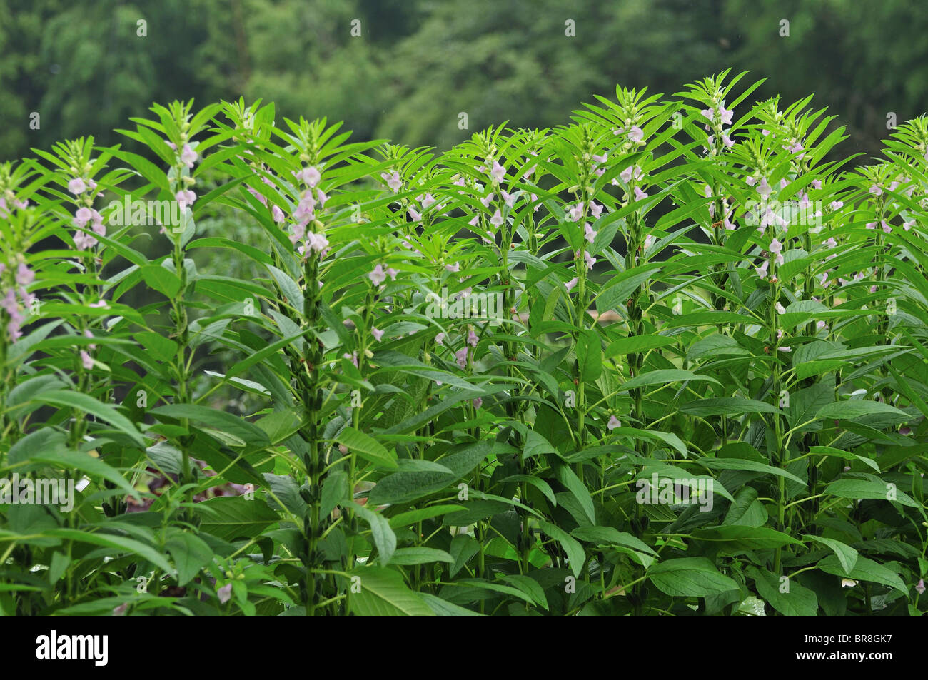 Sesame plant Banque de photographies et d’images à haute résolution - Alamy