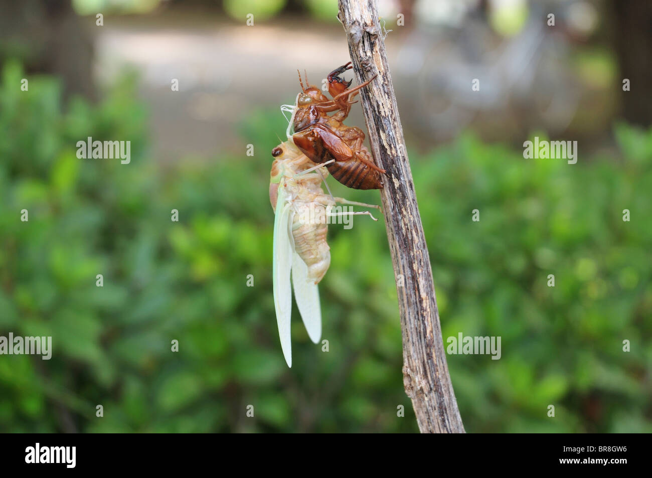 Exosquelette animal Banque de photographies et d’images à haute ...