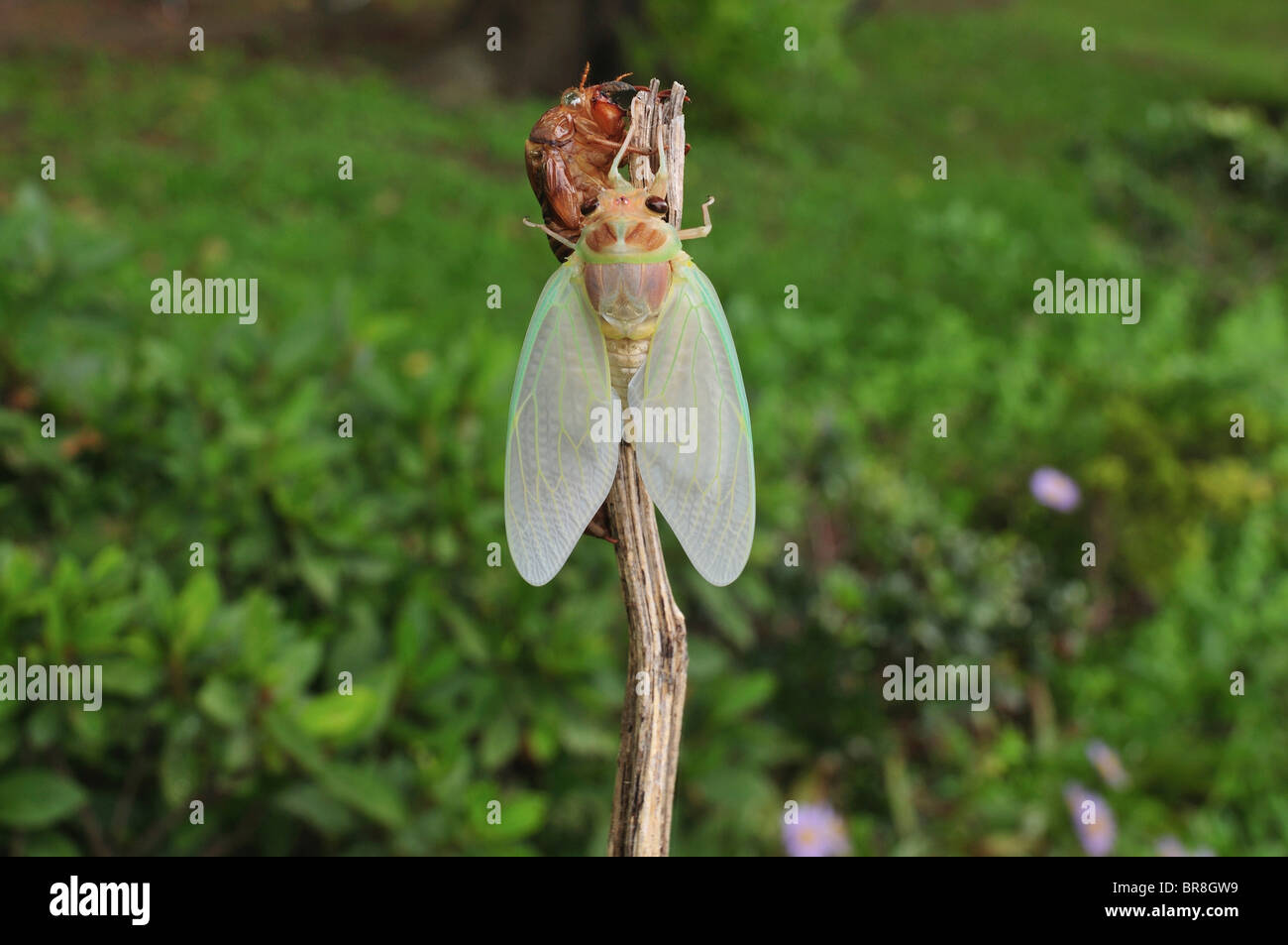 Exosquelette animal Banque de photographies et d’images à haute ...