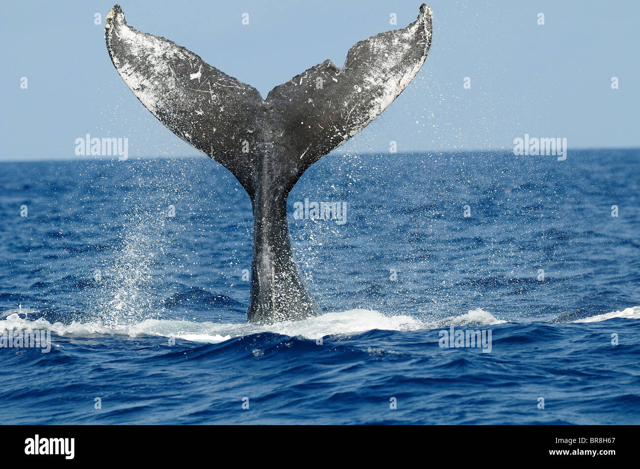 Queue de baleine Banque de photographies et d’images à haute résolution - Alamy
