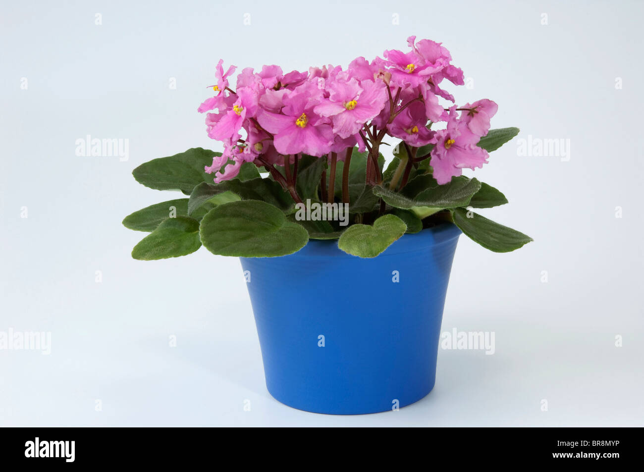 Violette africaine rose Banque d'image et photos - Alamy